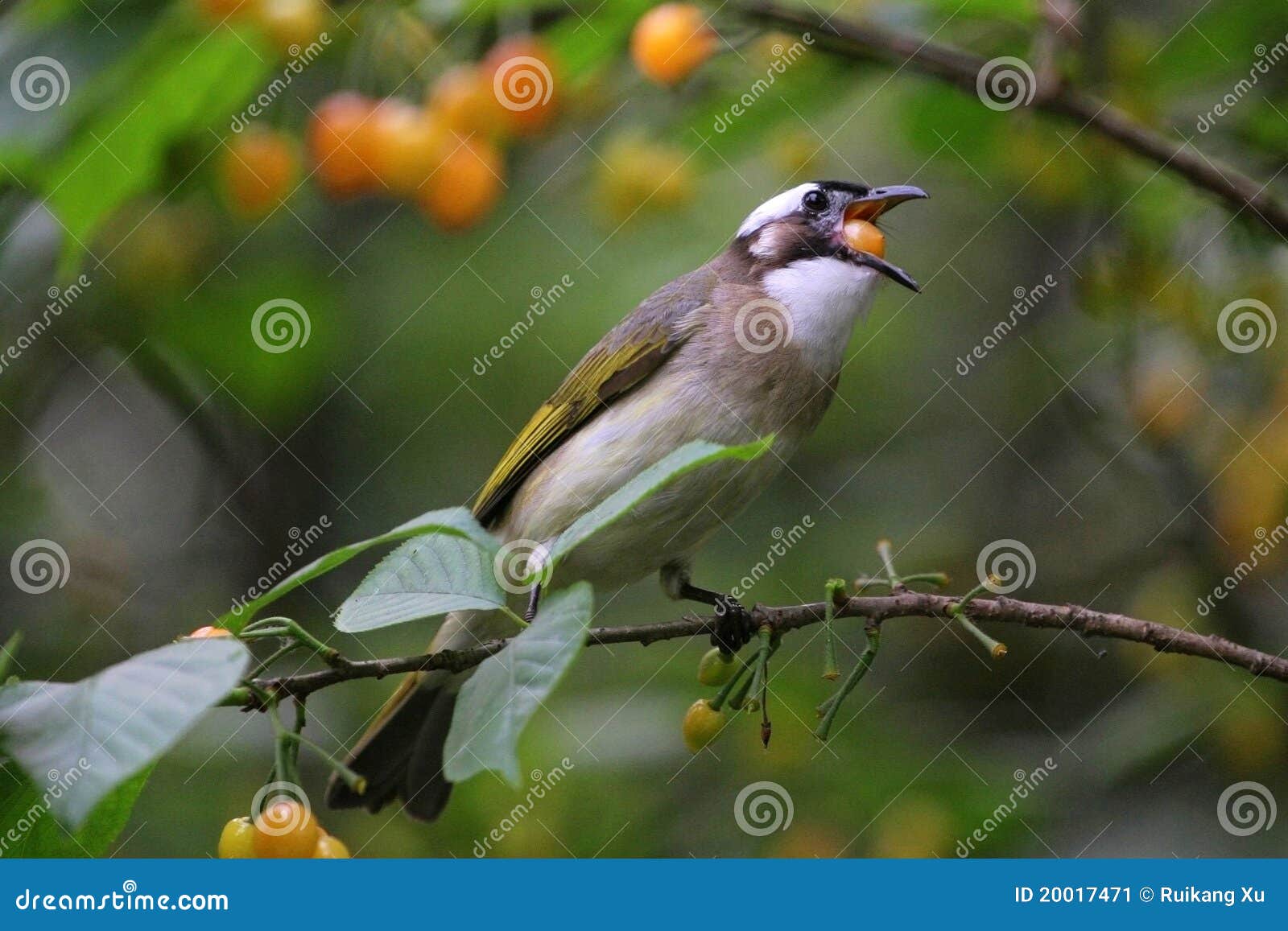 Chinese Bulbul[Pycnonotus Sinensis] Stock Image - Image of clear, brown ...