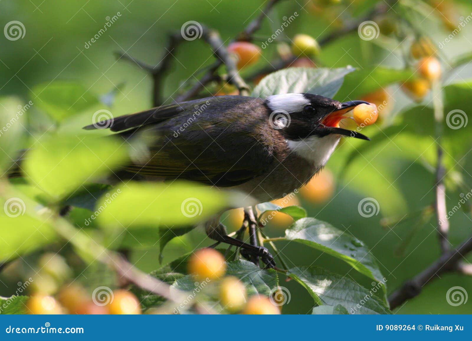 Chinese Bulbul[Pycnonotus Sinensis] Stock Photo - Image of morning ...