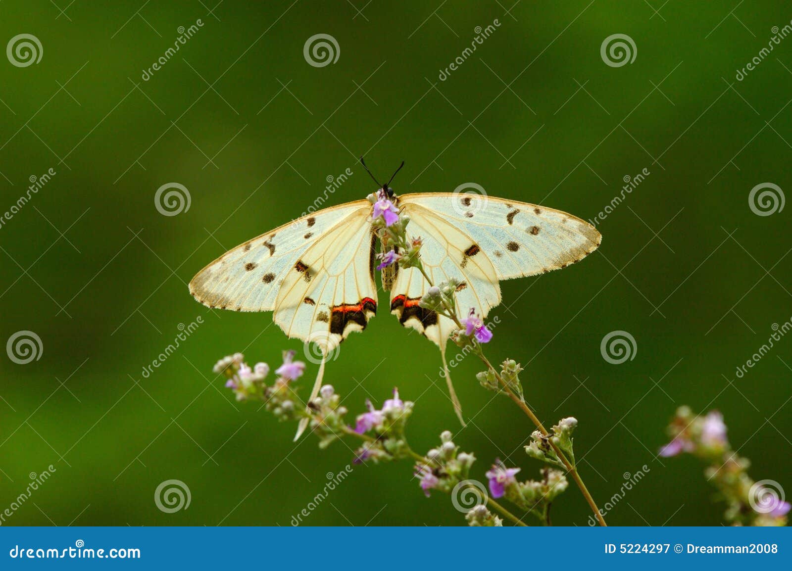 Chinese butterfly stock image. Image of green, nature - 5224297