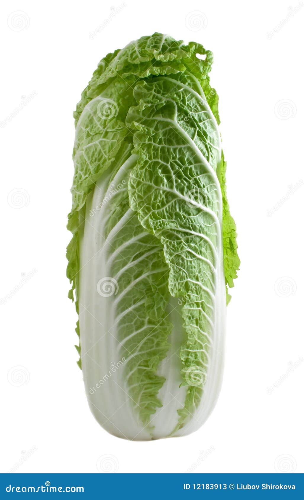Chinese cabbage stock image. Image of healthy, chinese - 12183913