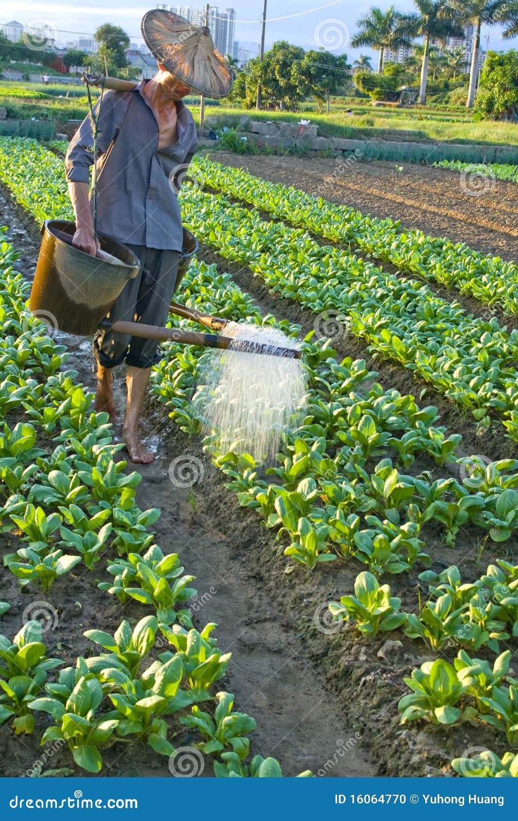 Chinese Cabbage Planting Water Hydroponics Royalty-Free Stock Image ...