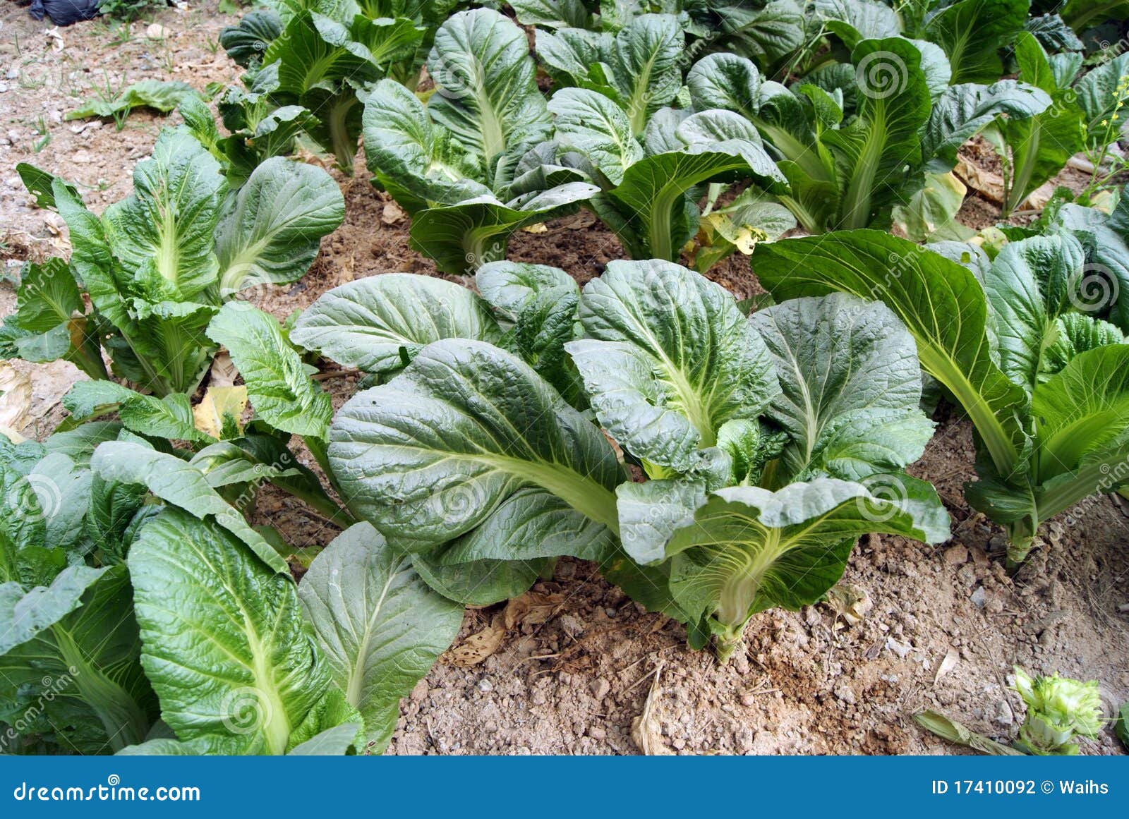 Chinese cabbage stock photo. Image of fresh, walking - 17410092