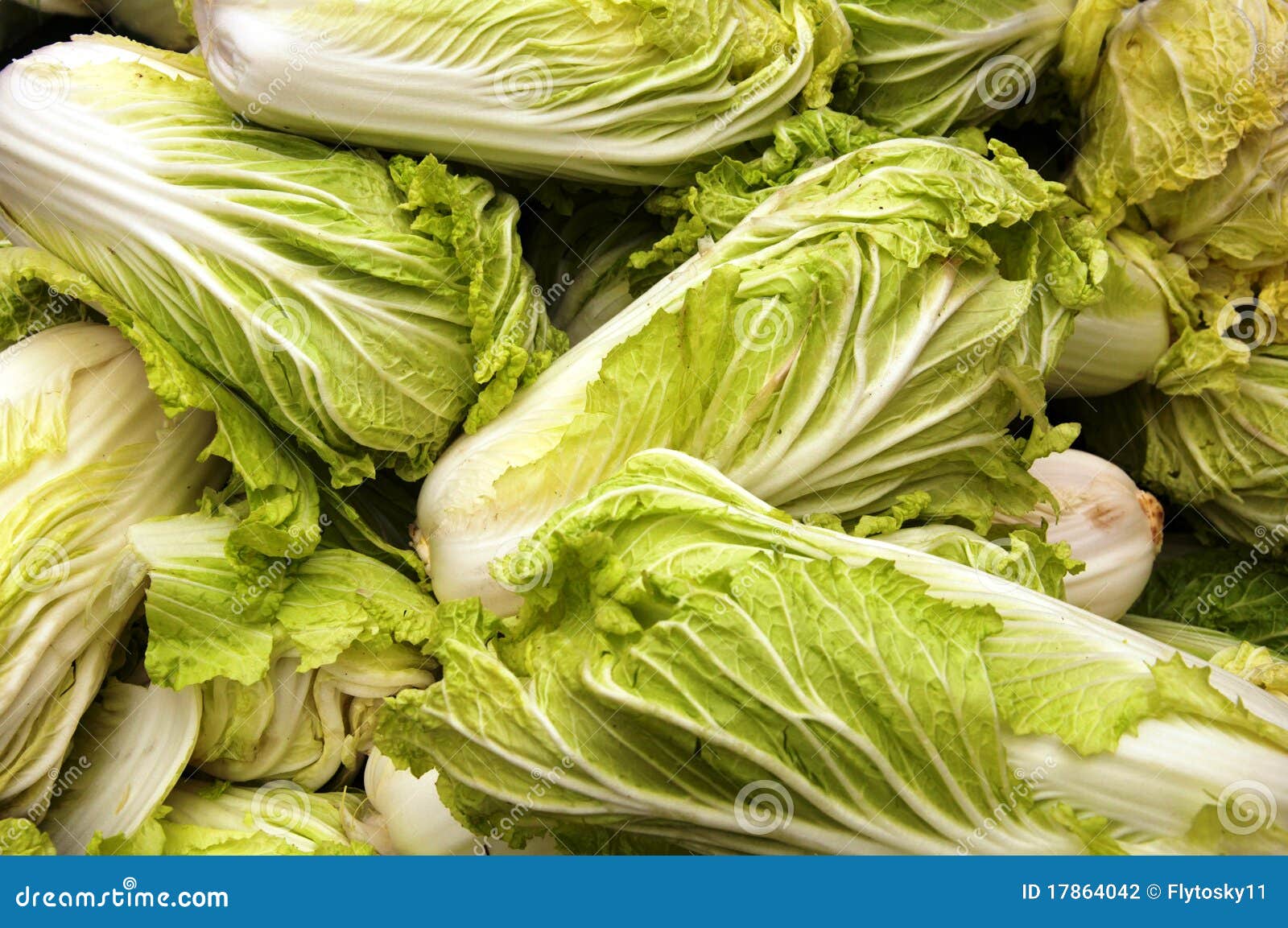 Chinese cabbage stock photo. Image of cabbage, vegetable - 17864042