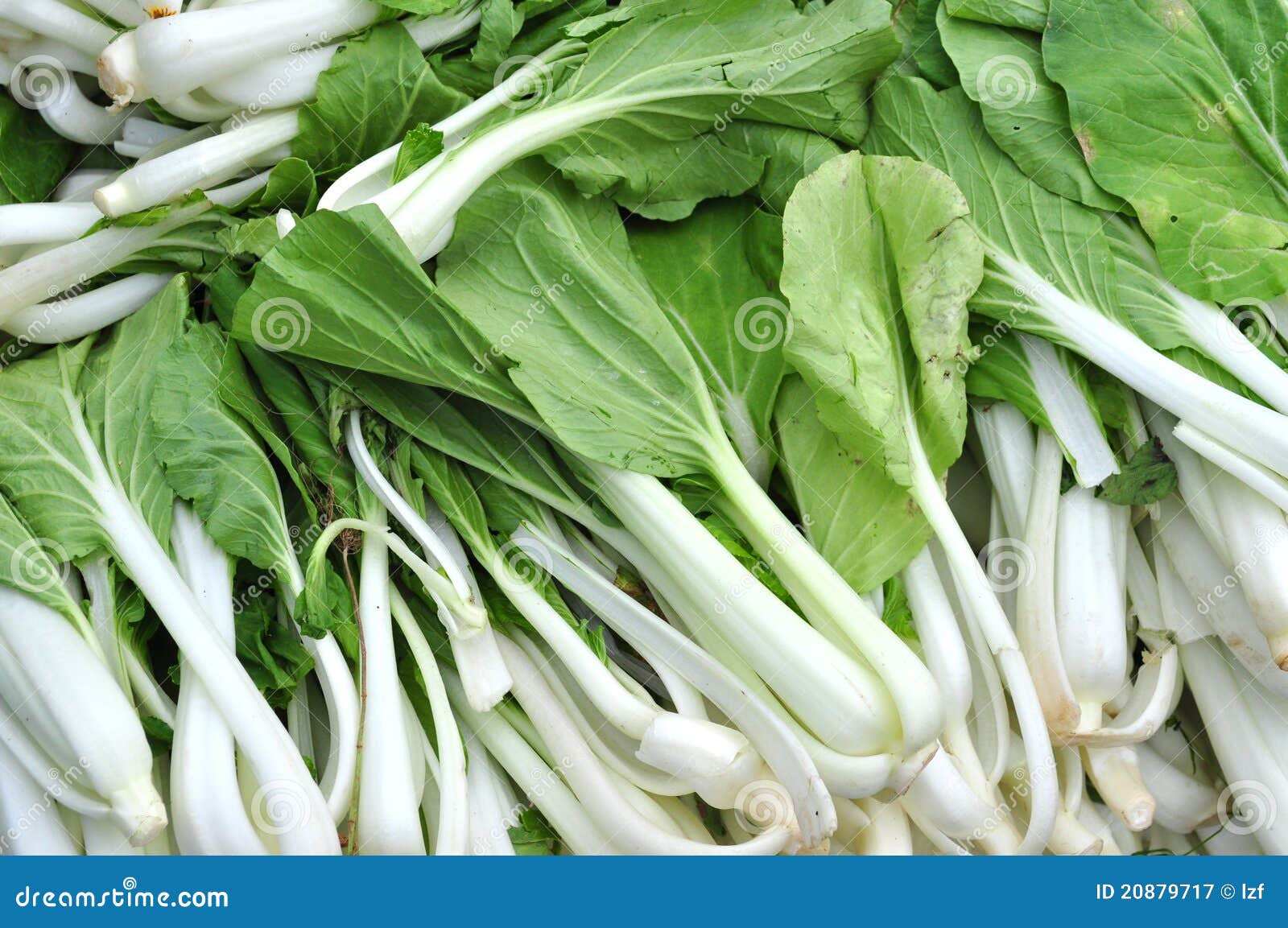 Chinese cabbage stock image. Image of sale, market, china - 20879717