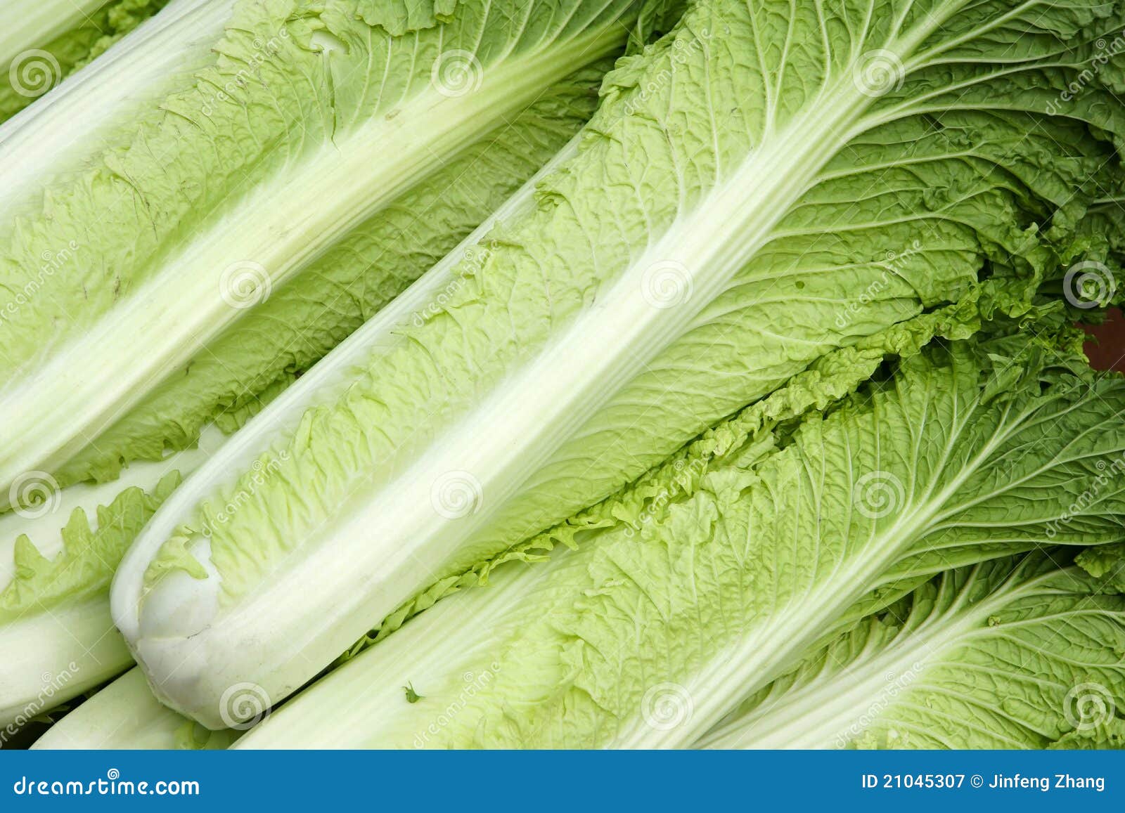 Chinese cabbage stock image. Image of white, close, closeup - 21045307