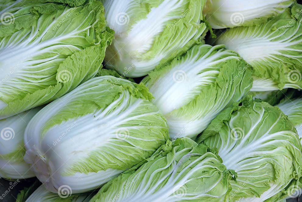 Chinese cabbage stock photo. Image of eating, chinese - 22001646