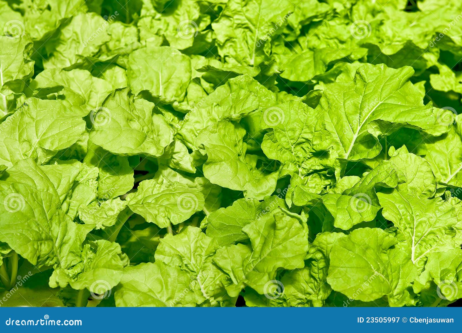 The Chinese cabbage stock image. Image of ecology, green - 23505997