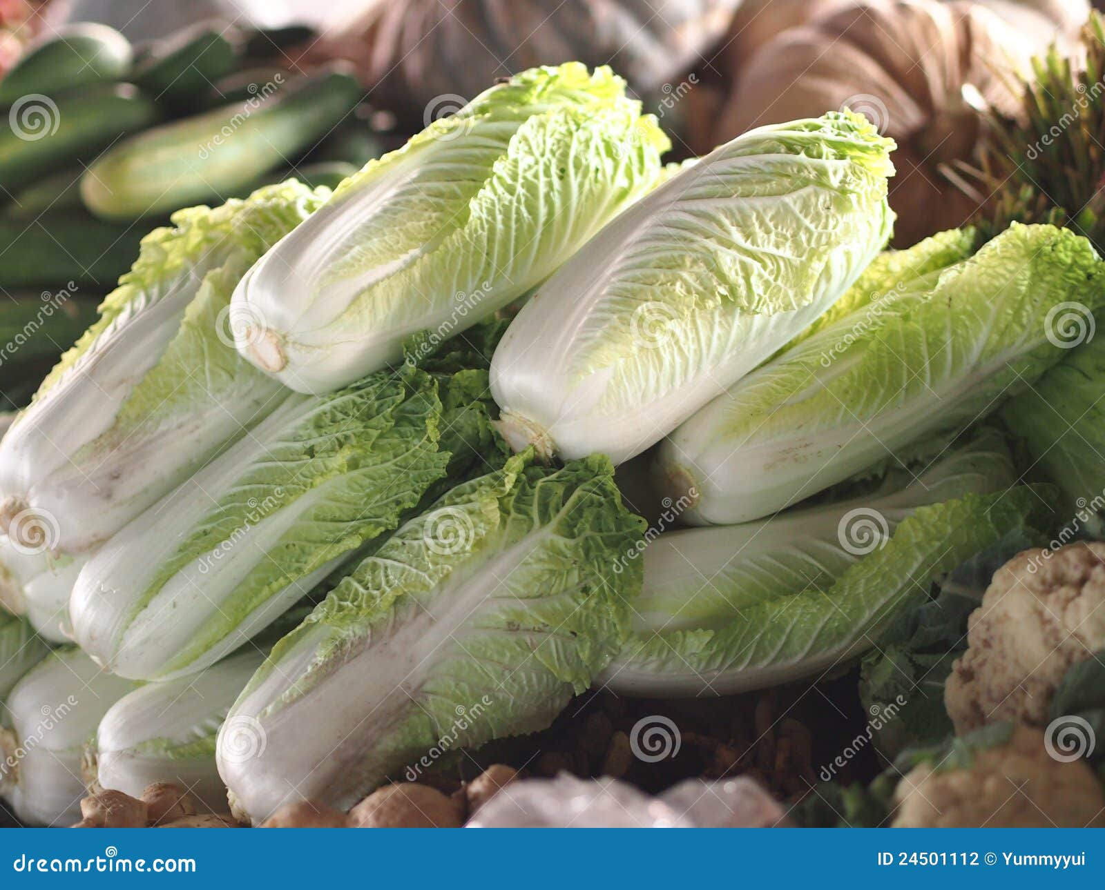 Chinese cabbage stock photo. Image of broccoli, freshness - 24501112