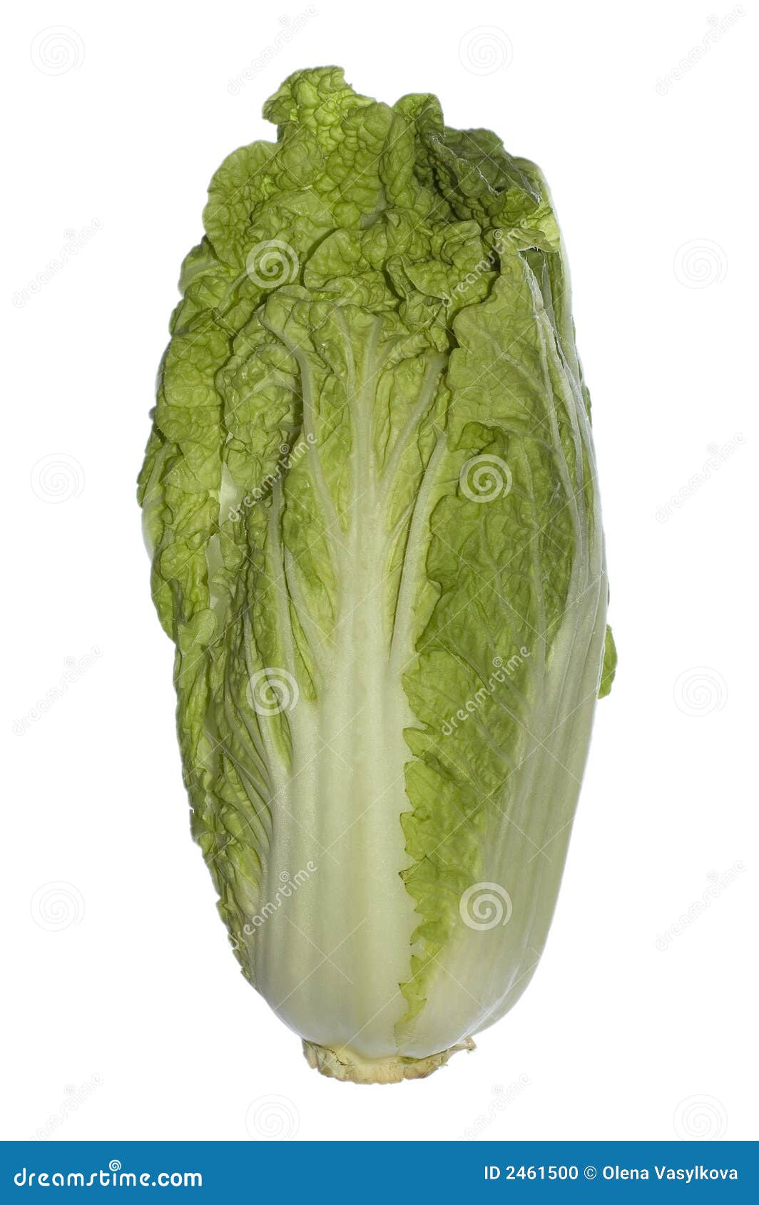 Chinese cabbage stock photo. Image of human, healthy, full - 2461500