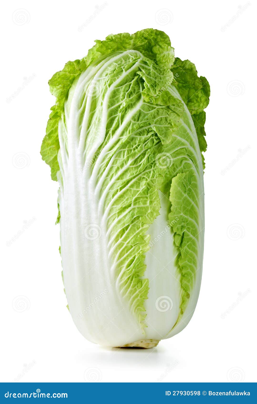 Chinese Cabbage Royalty Free Stock Photos - Image: 27930598