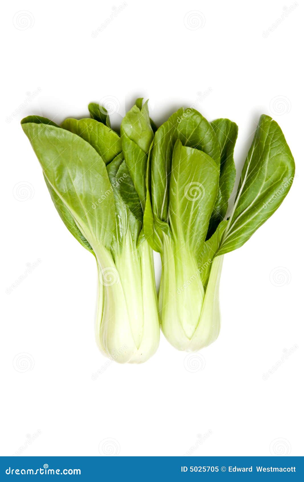 Chinese Cabbage stock image. Image of ingredient, snow - 5025705