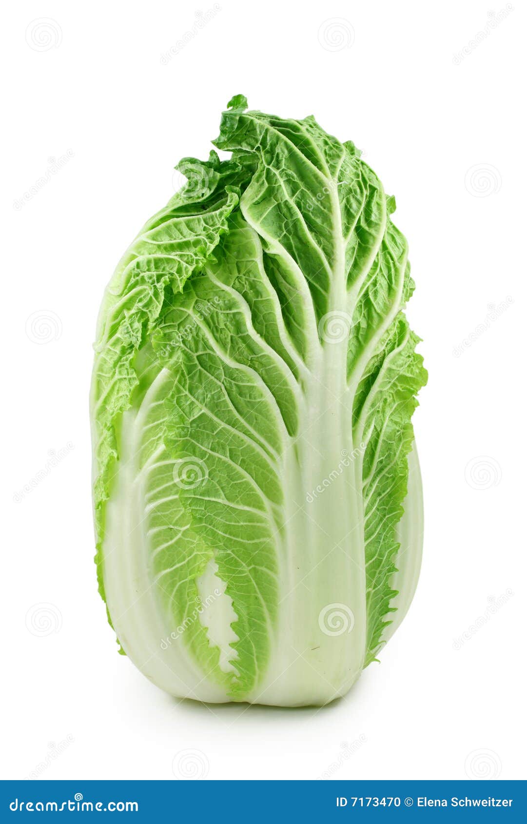 Chinese cabbage stock photo. Image of natural, cutout - 7173470