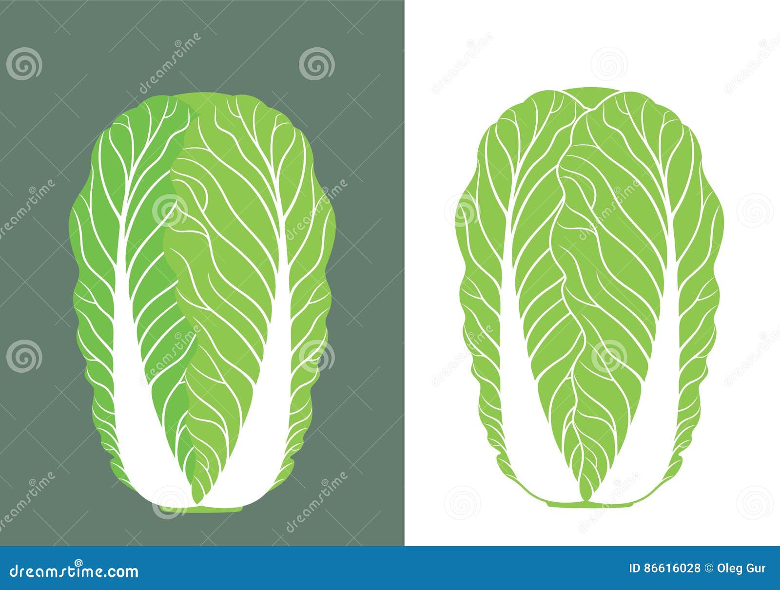 Chinese Cabbage. Agriculture Stock Vector - Illustration of meal, icon ...