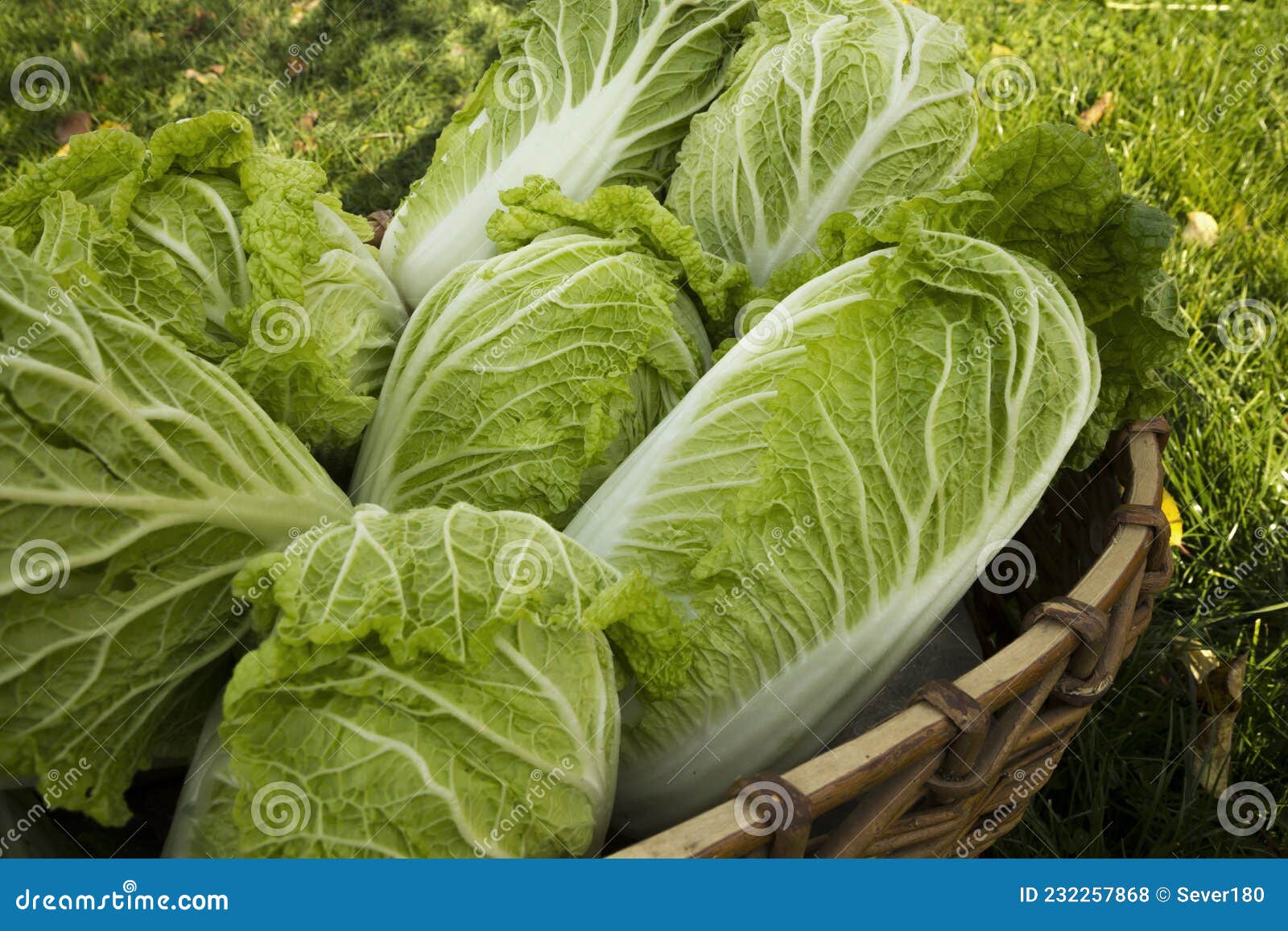 Peking Cabbage L.Brassica Rapa Subsp.pekinensis, it is Also Chinese ...