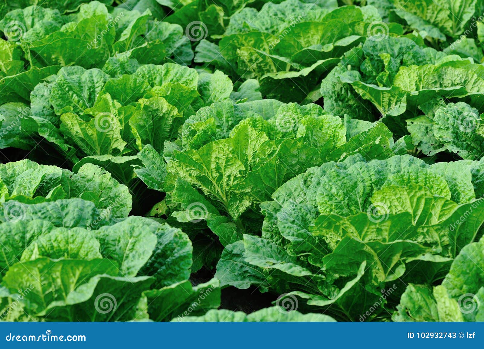 Chinese cabbage crops stock image. Image of farmland - 102932743