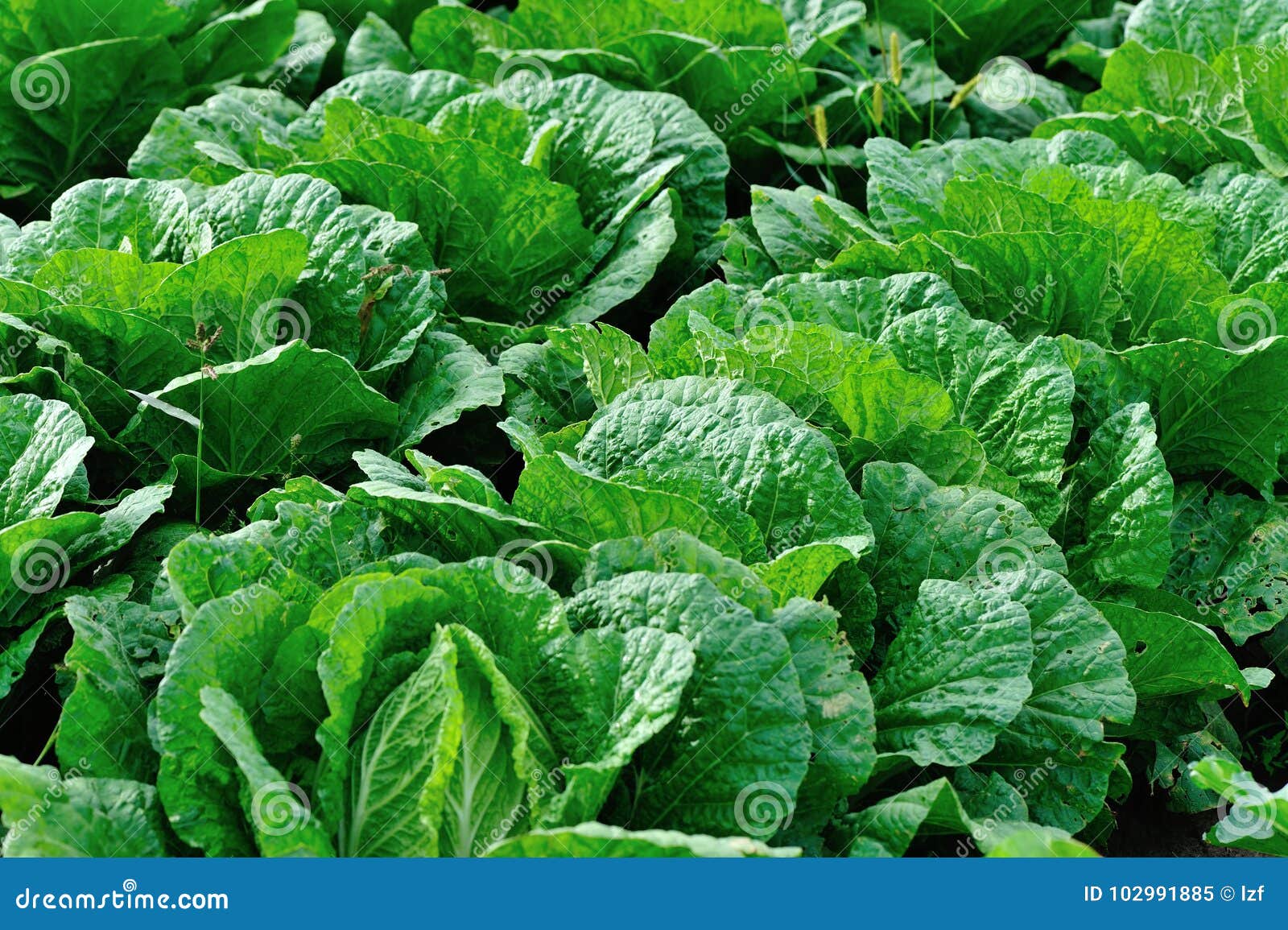 Chinese cabbage crops stock image. Image of food, vegetable - 102991885