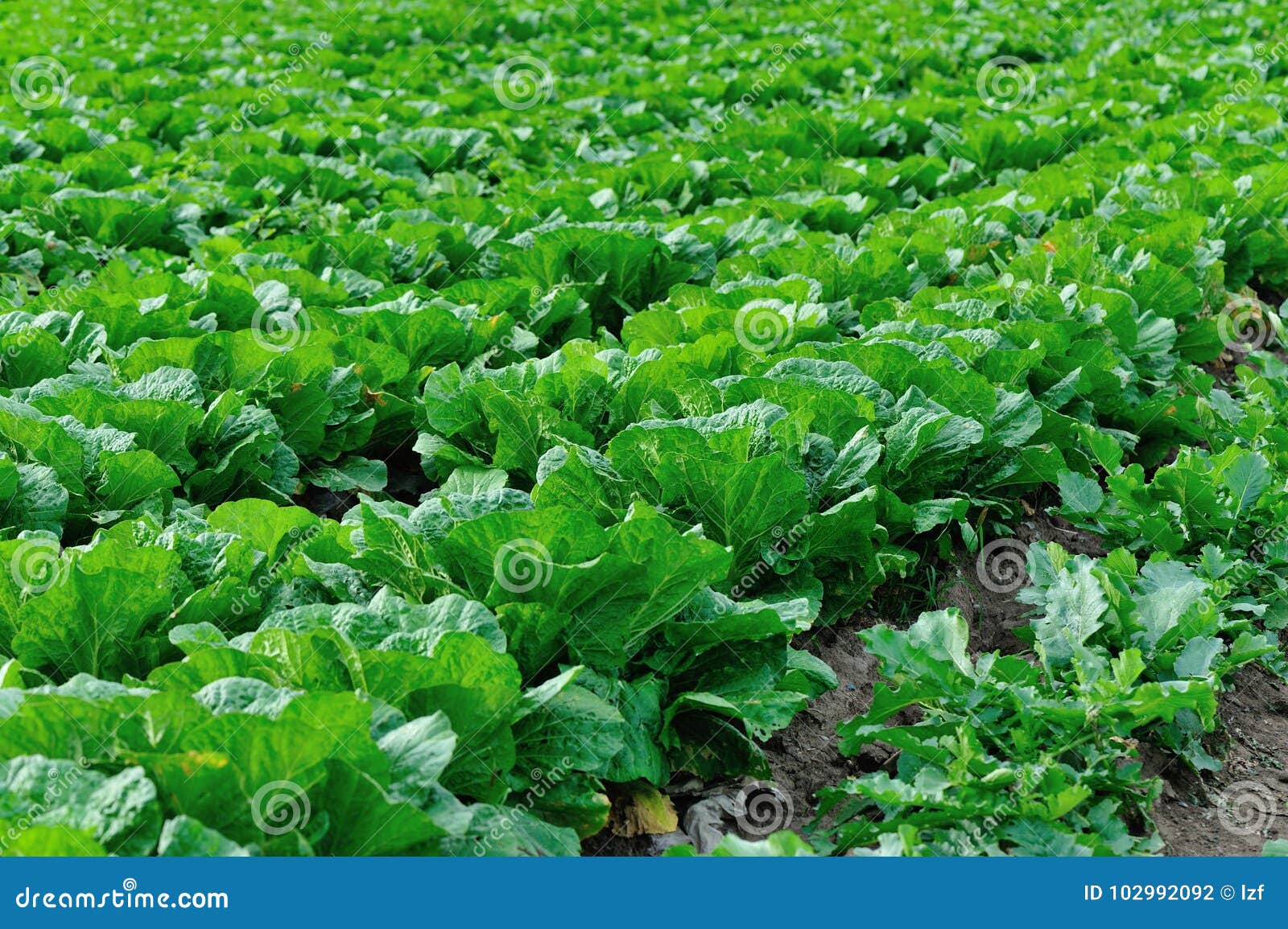 Chinese cabbage crops stock photo. Image of asia, autumn - 102992092