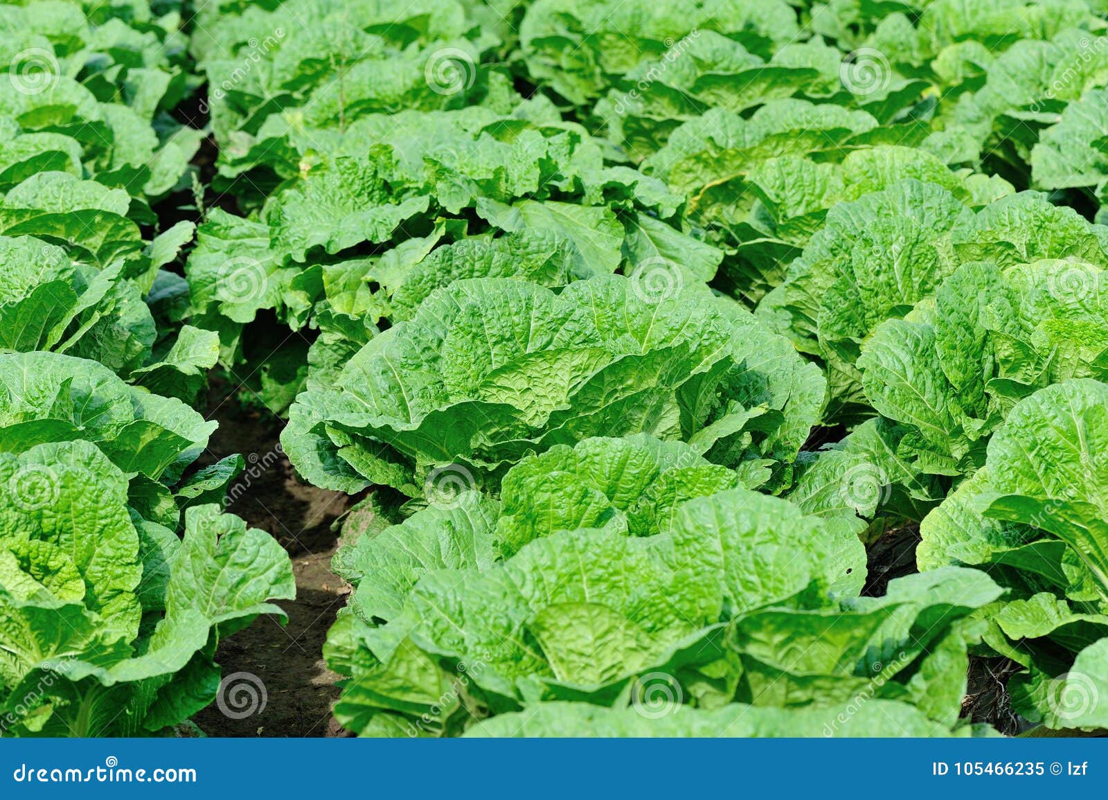 Chinese cabbage crops stock image. Image of farmland - 105466235