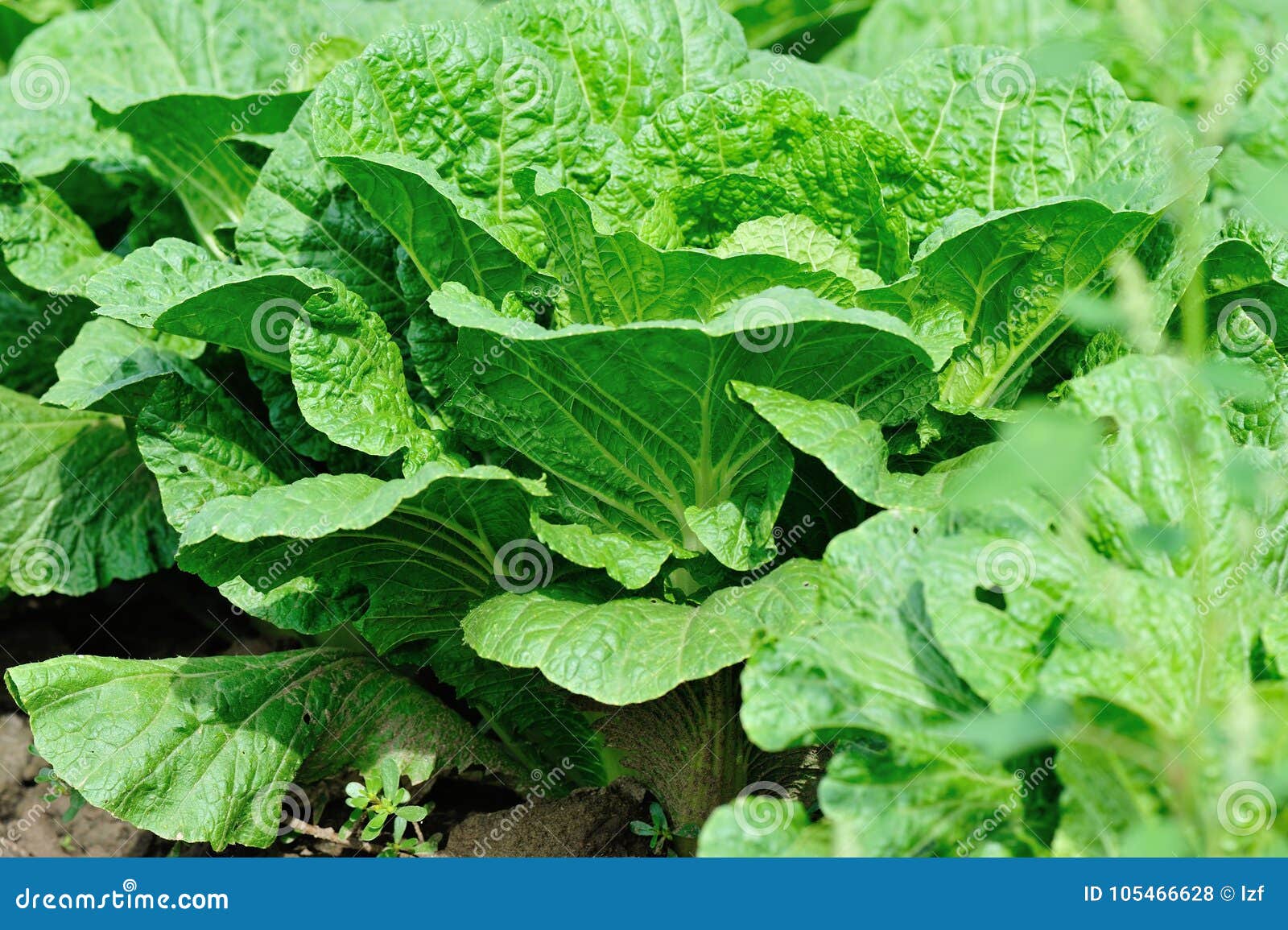 Chinese cabbage crops stock photo. Image of garden, vegetable - 105466628