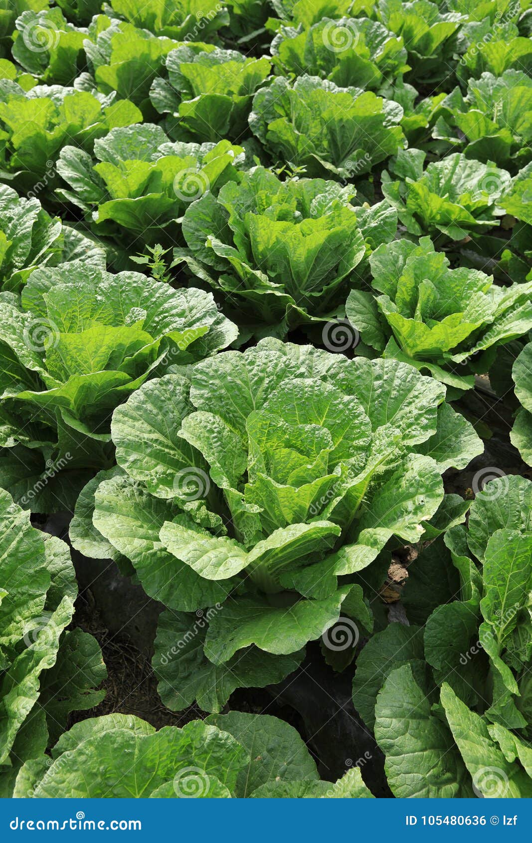Chinese cabbage crops stock photo. Image of cabbage - 105480636
