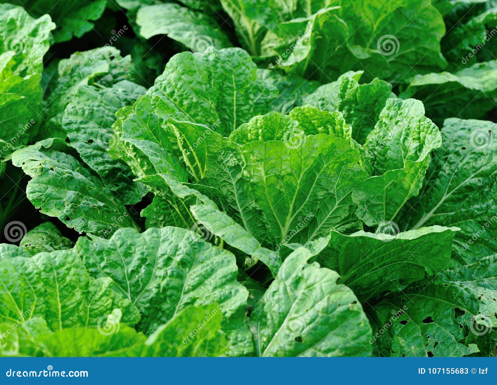 Chinese cabbage crops stock image. Image of crops, farmland - 107155683