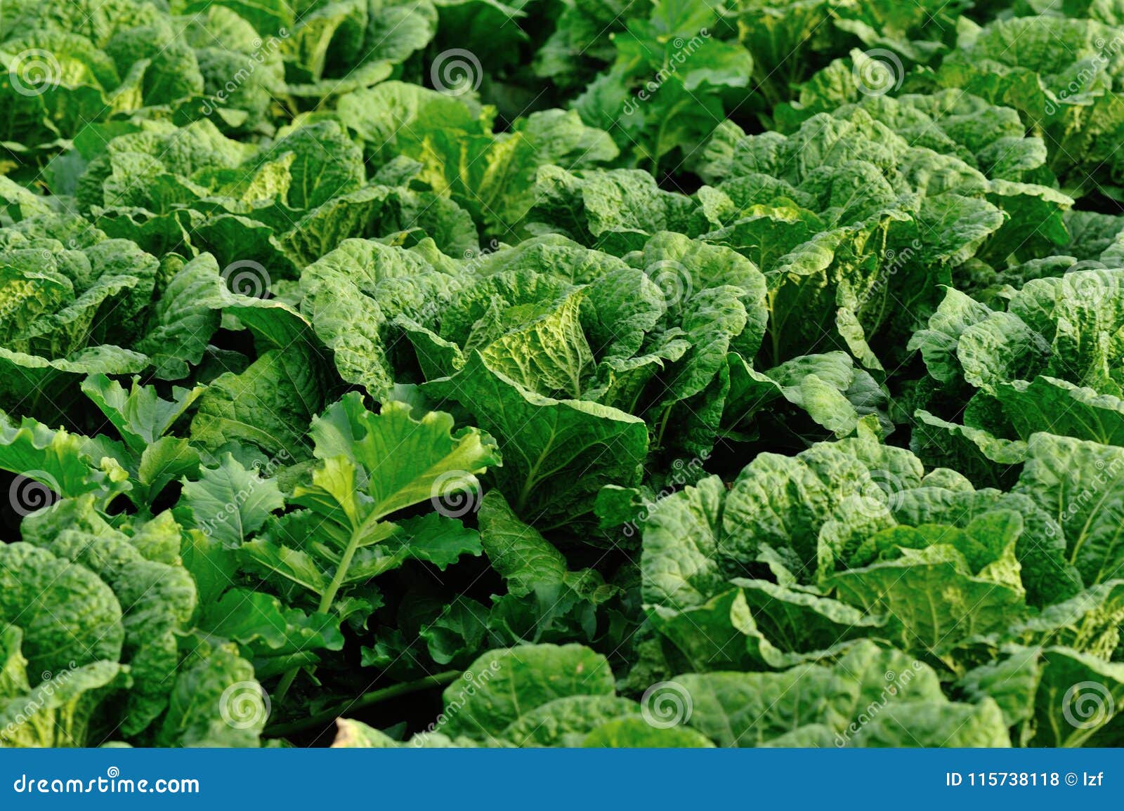 Chinese cabbage crops stock photo. Image of rural, autumn - 115738118