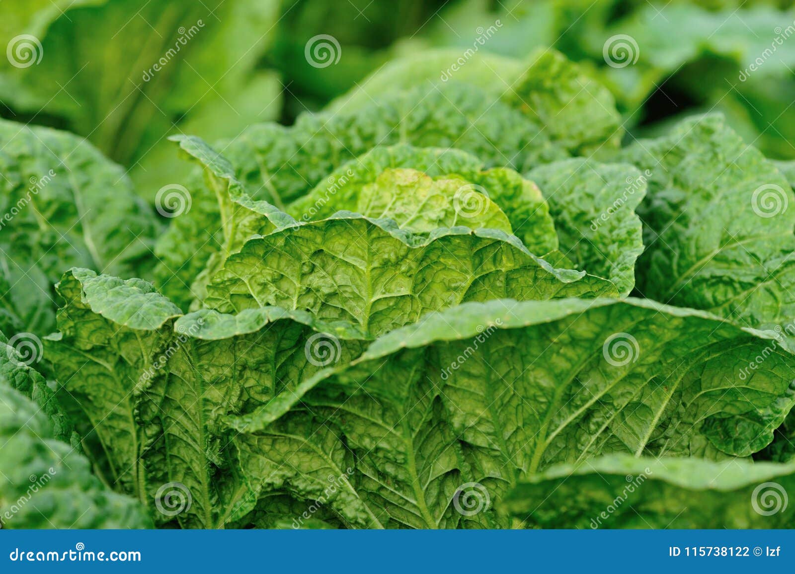 Chinese cabbage crops stock photo. Image of garden, farmland - 115738122