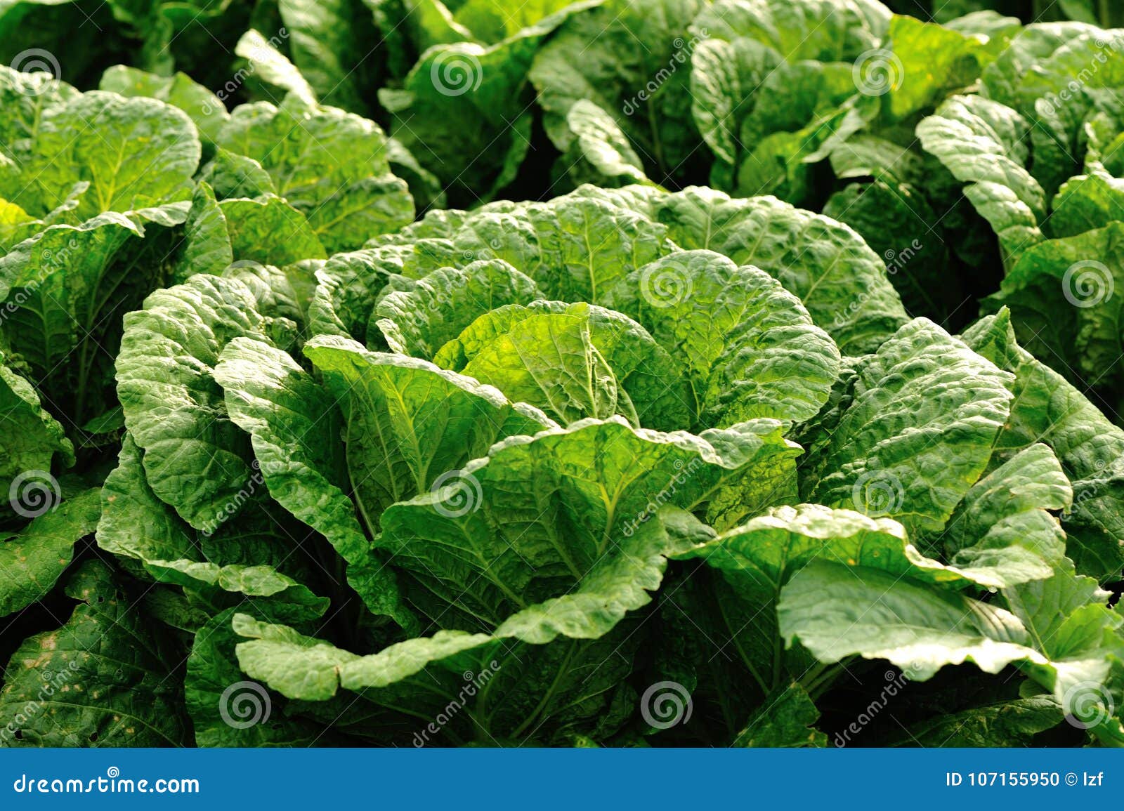Chinese cabbage crops stock photo. Image of autumn, vegetable - 107155950