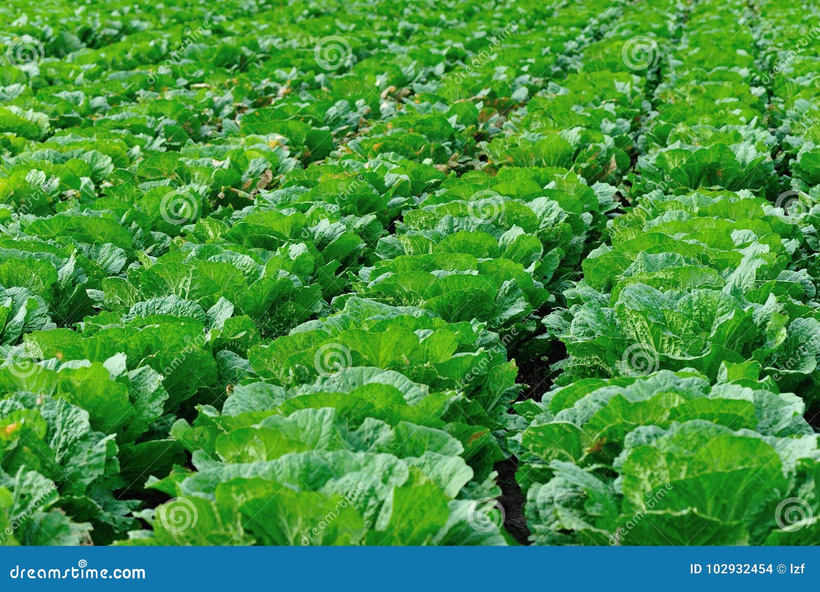 Chinese cabbage crops stock photo. Image of green, asia - 102932454