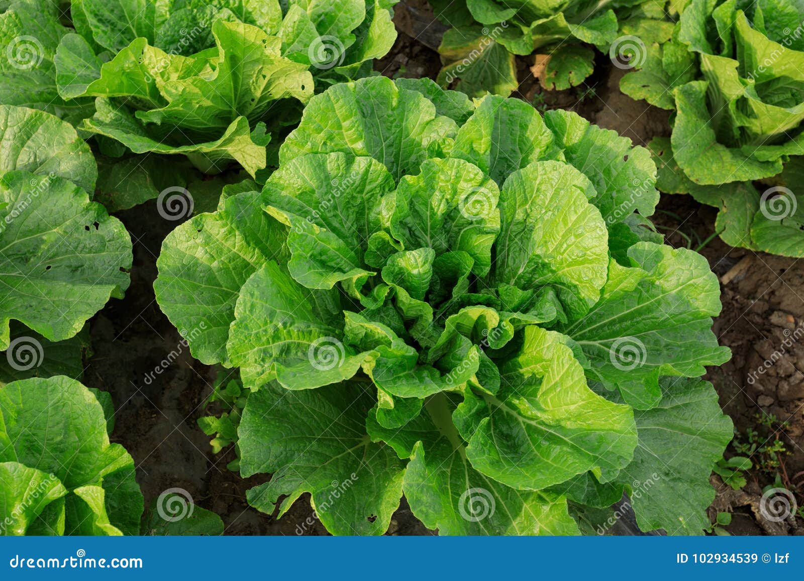 Chinese cabbage crops stock image. Image of asia, plant - 102934539
