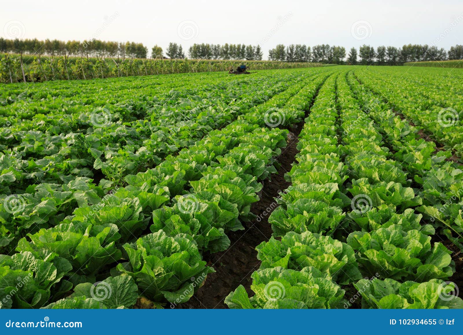 Chinese cabbage crops stock image. Image of crops, farmland - 102934655
