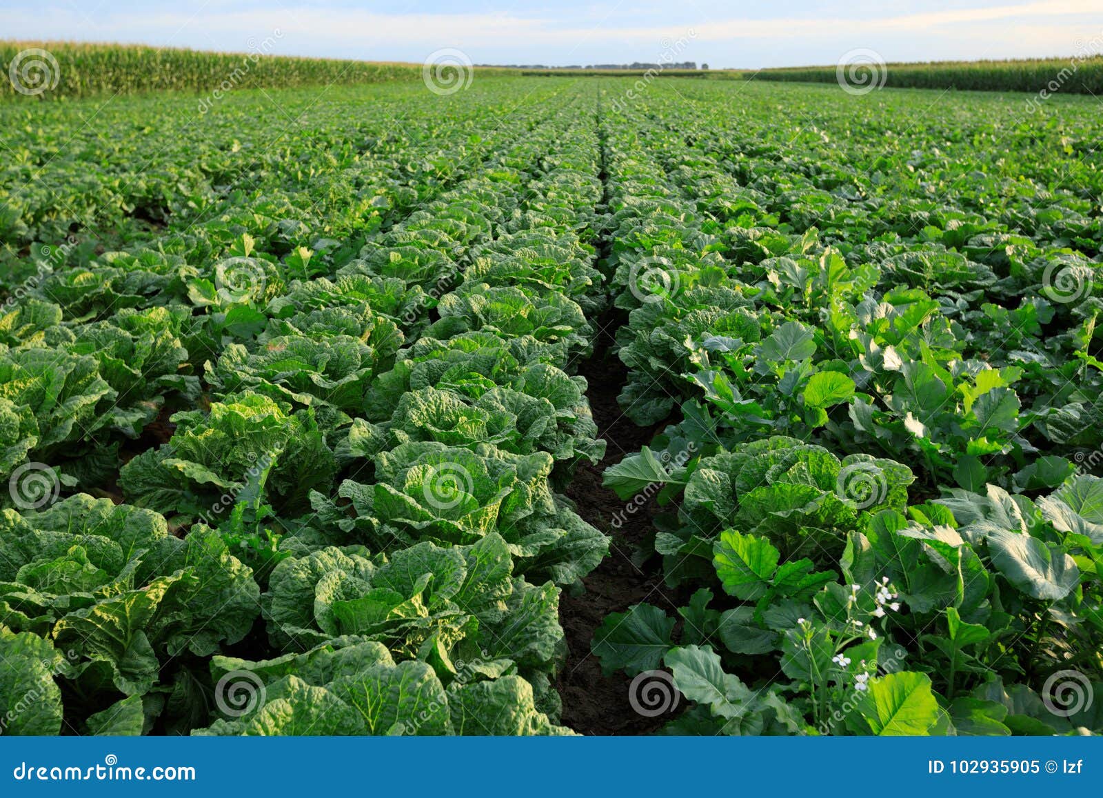 Chinese cabbage crops stock image. Image of crops, china - 102935905