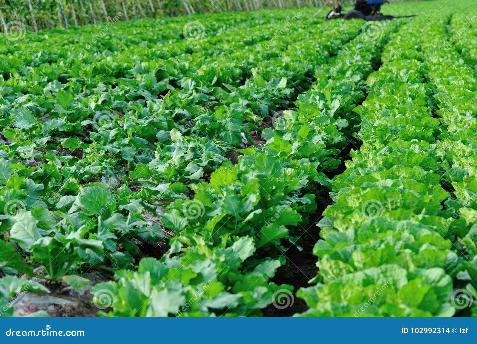 Chinese cabbage crops stock photo. Image of autumn, green - 102992314