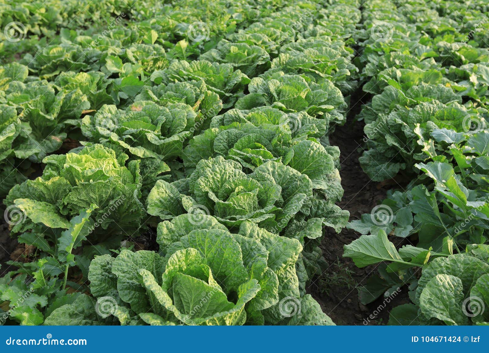 Chinese cabbage crops stock photo. Image of garden, rural - 104671424