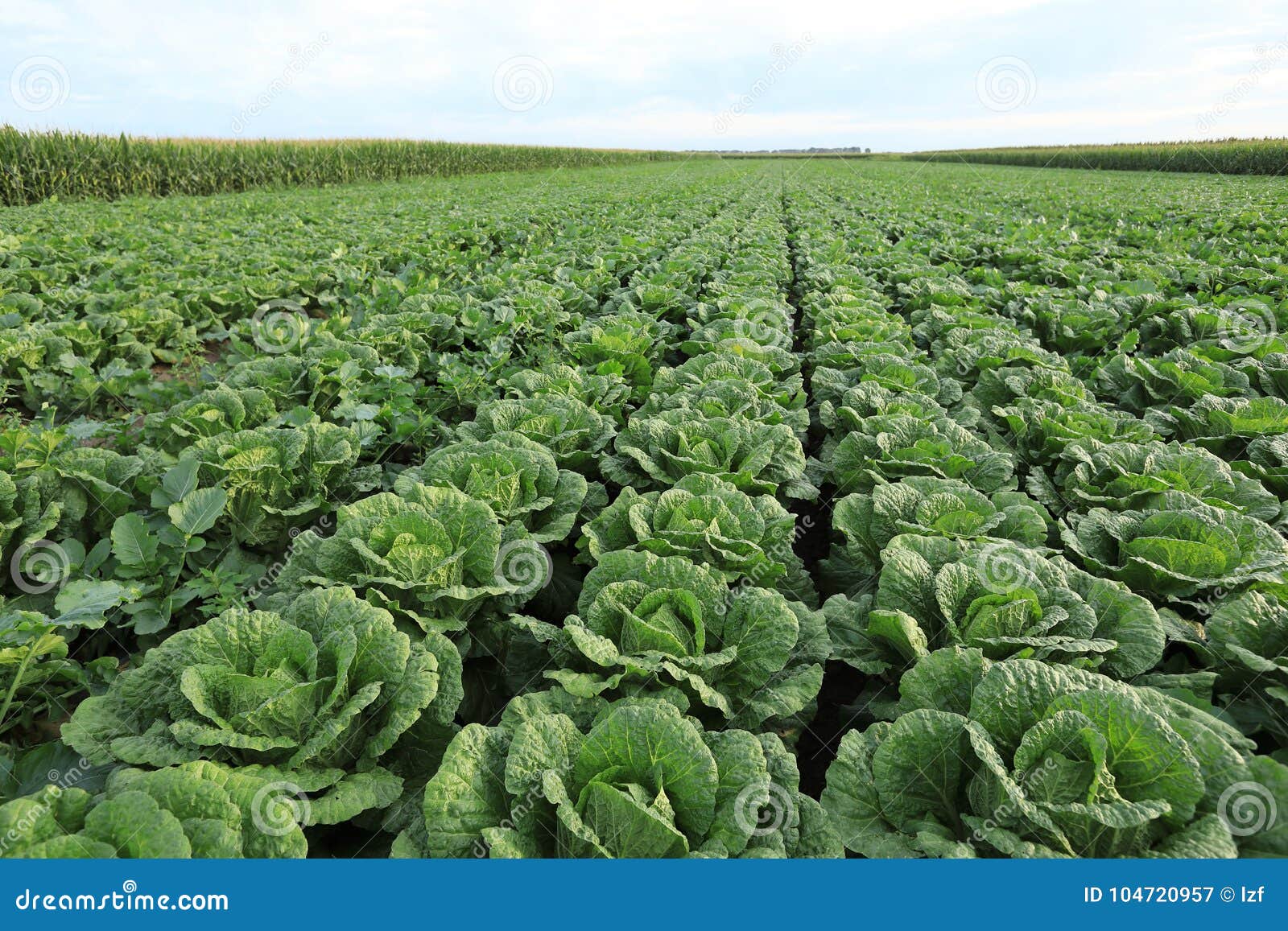 Chinese cabbage crops stock image. Image of cultivated - 104720957