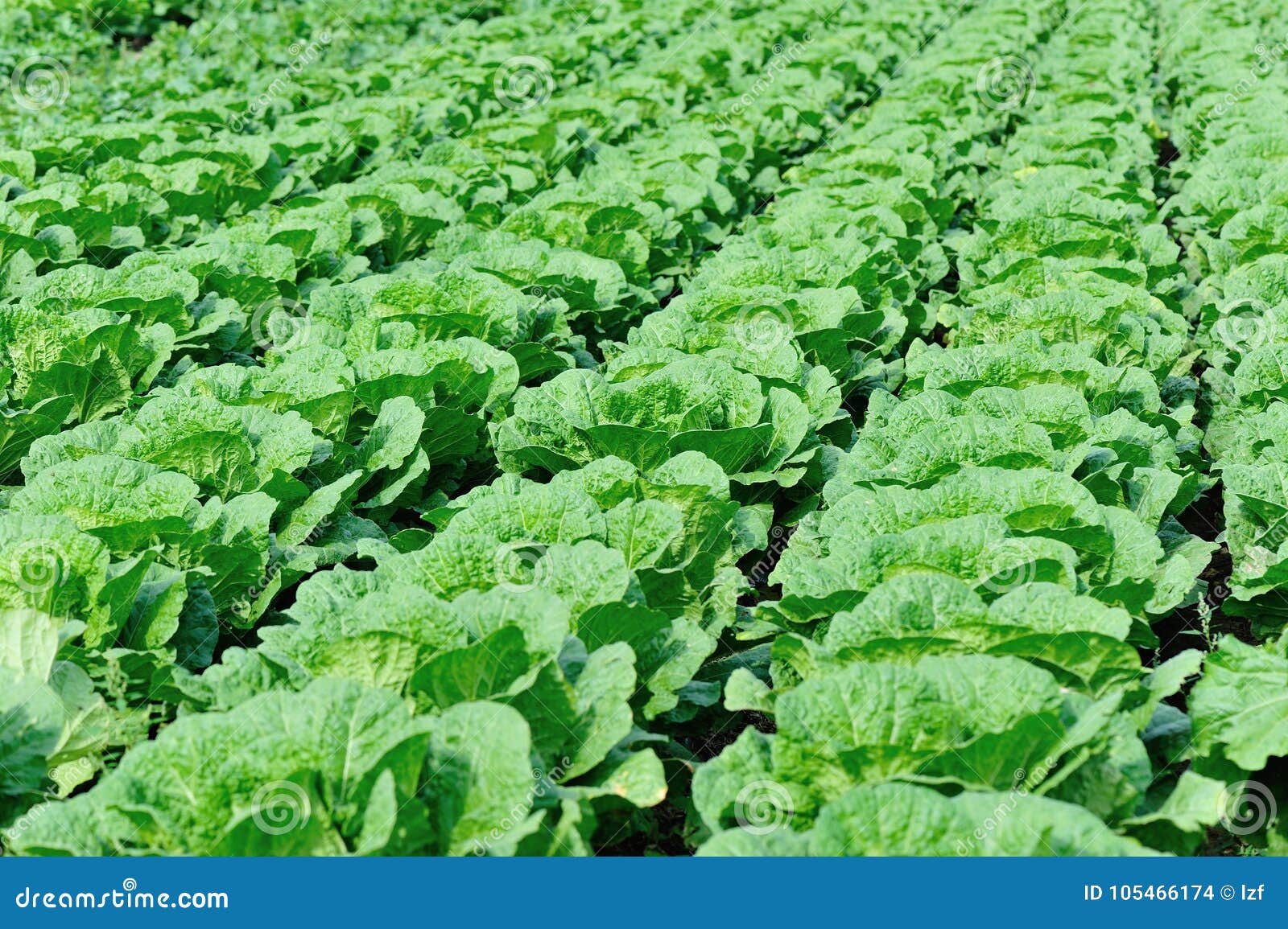 Chinese cabbage crops stock photo. Image of chinese - 105466174