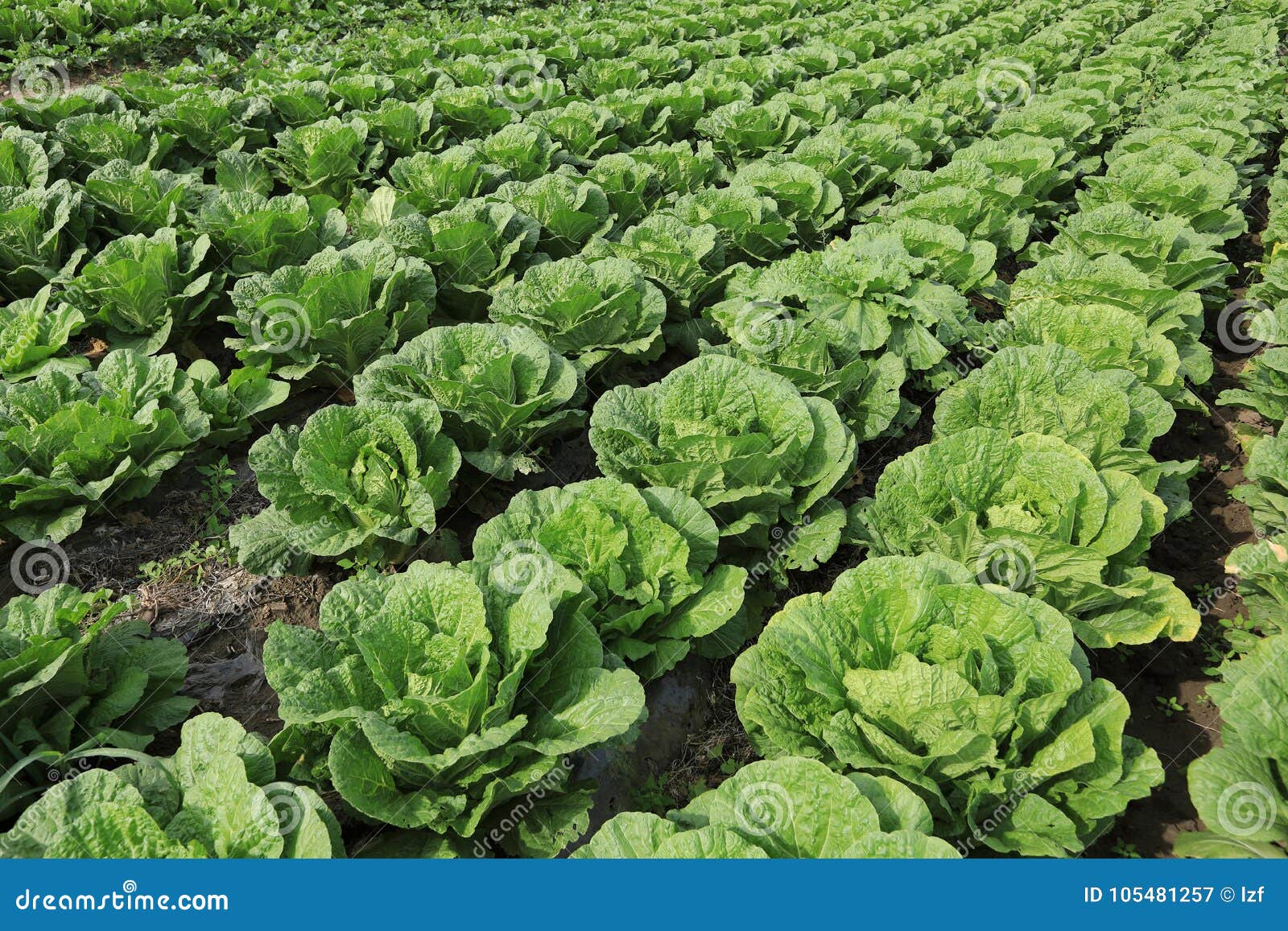 Chinese cabbage crops stock image. Image of field, land - 105481257