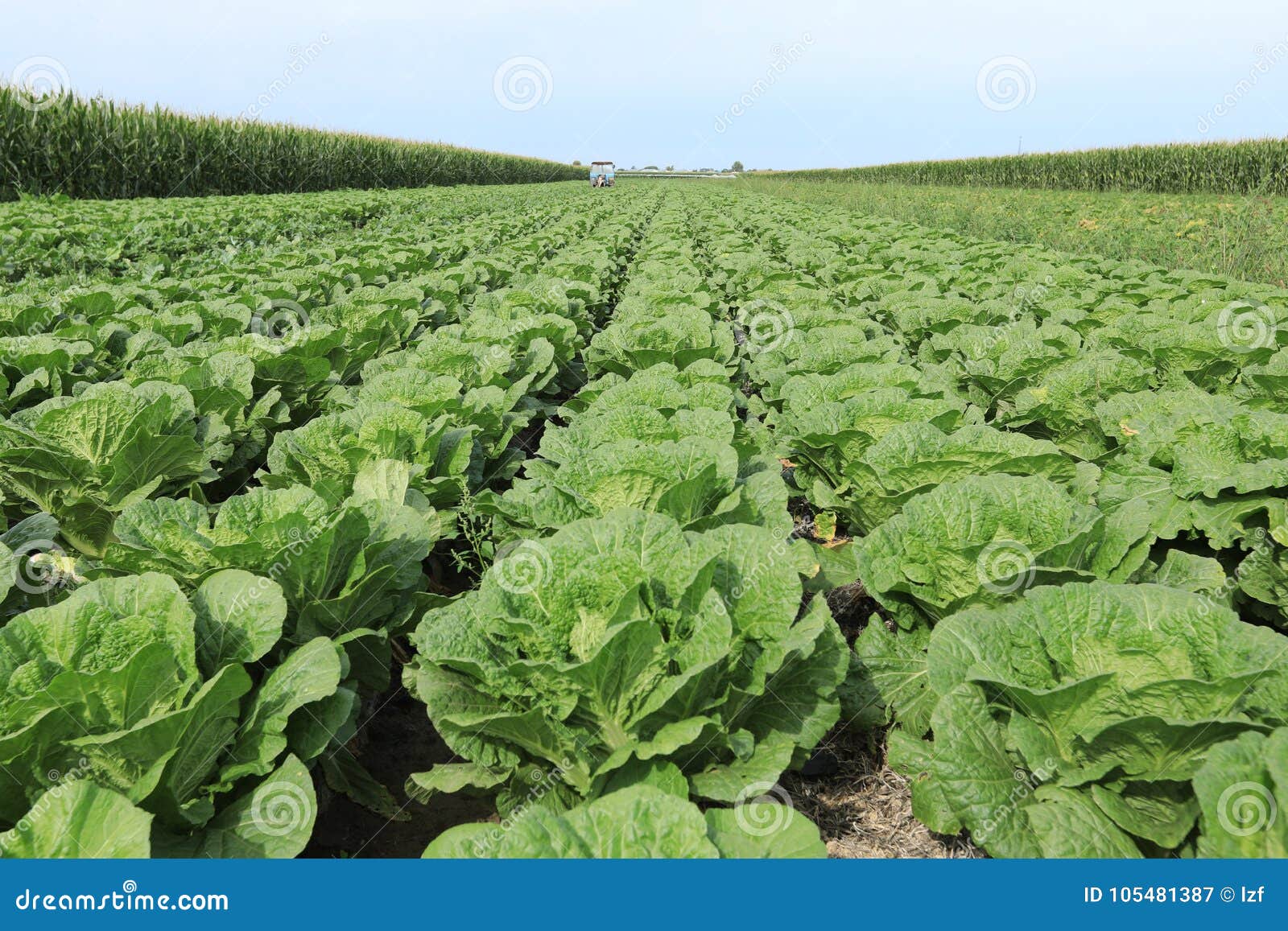 Chinese cabbage crops stock image. Image of crops, leaf - 105481387