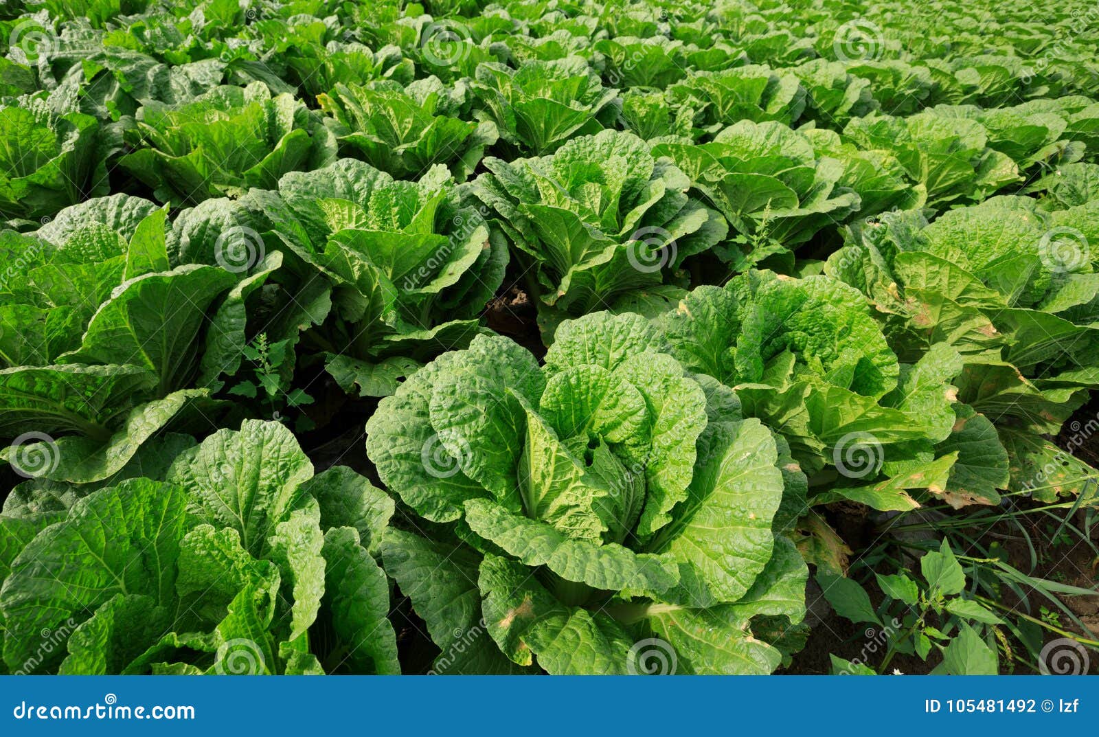 Chinese cabbage crops stock photo. Image of garden, farmland - 105481492