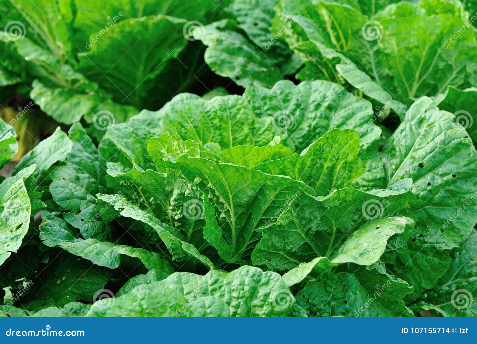Chinese cabbage crops stock photo. Image of asia, cabbage - 107155714