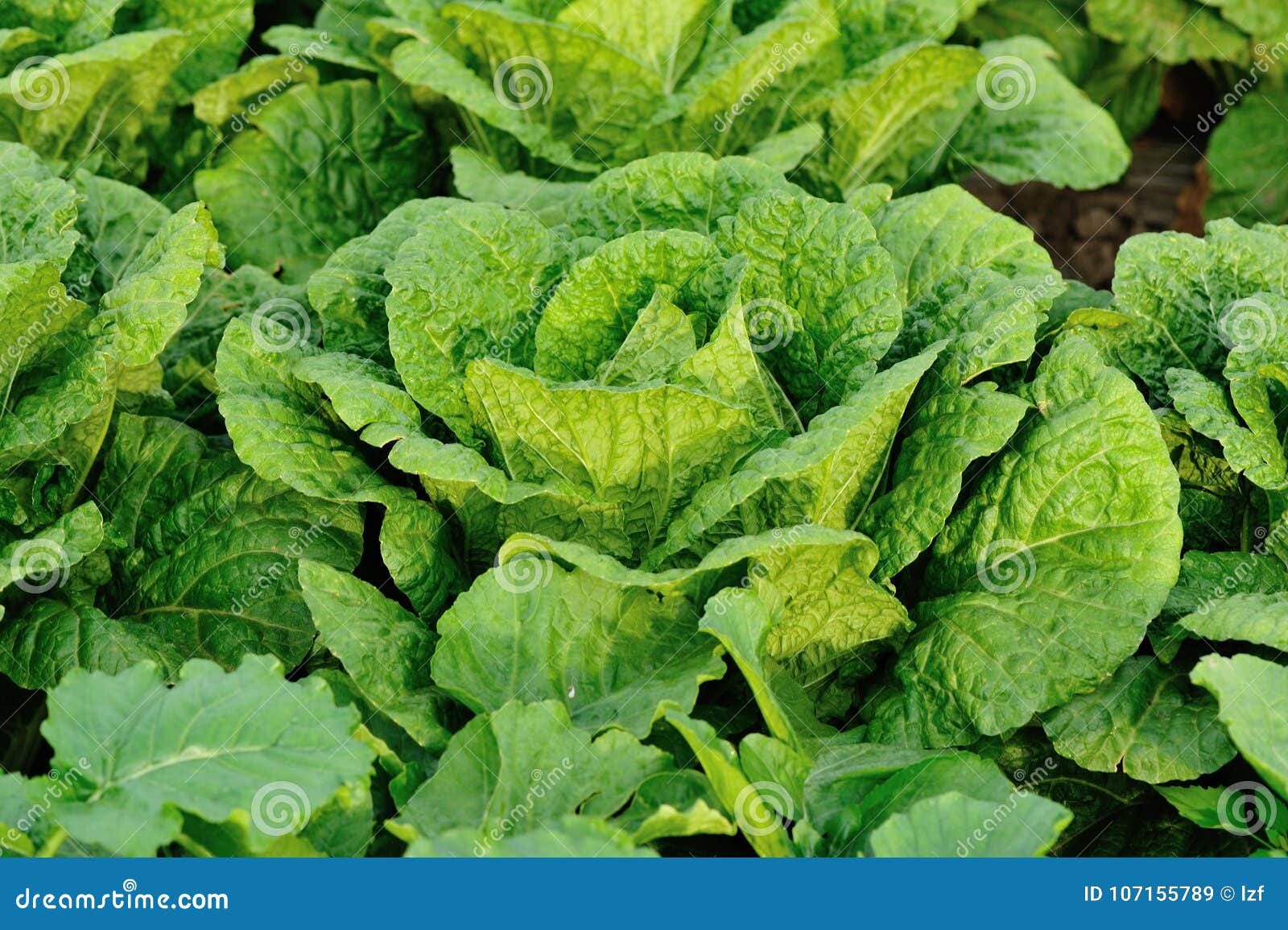 Chinese cabbage crops stock image. Image of vegetable - 107155789
