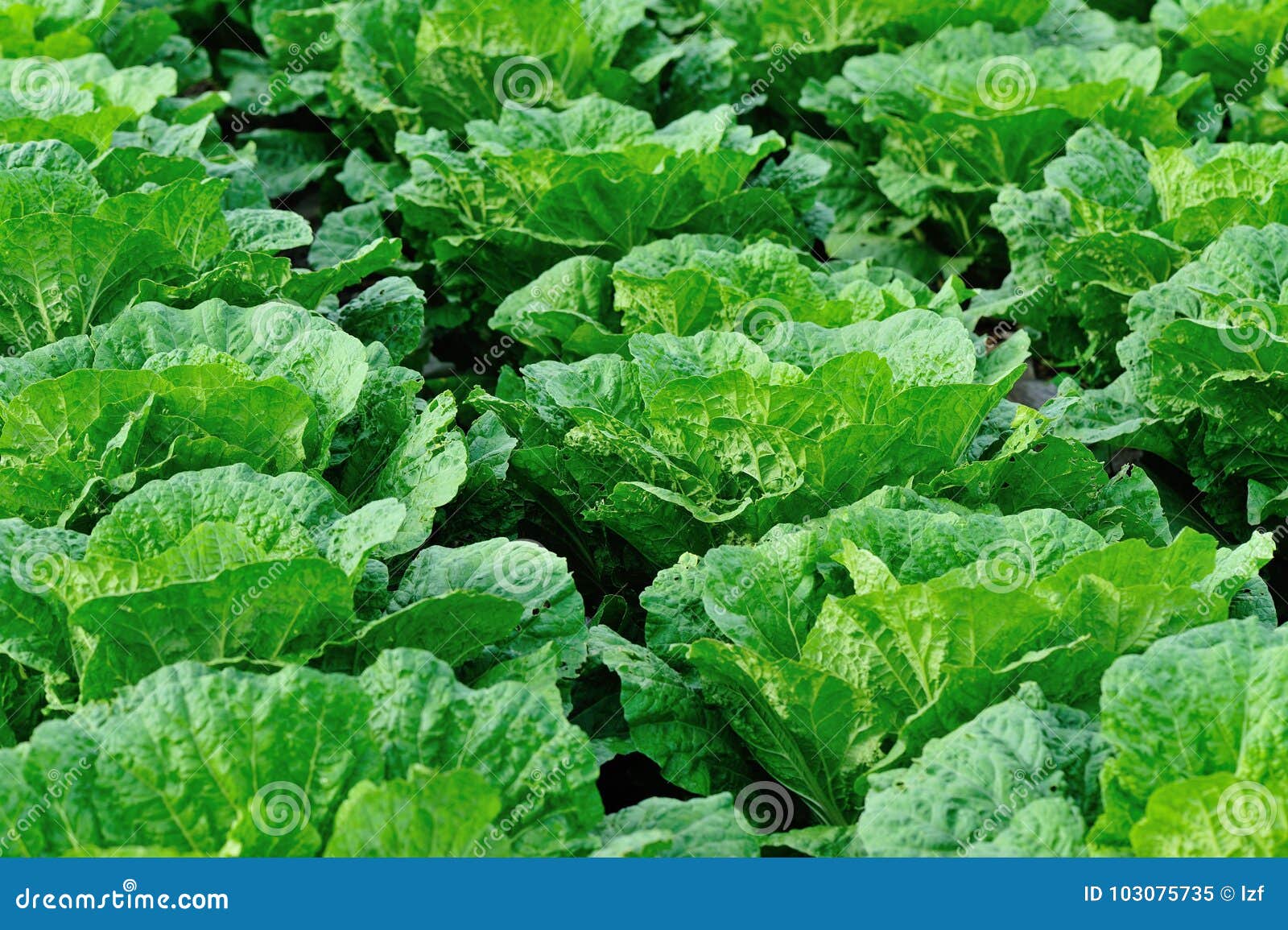 Chinese Cabbage Crops at Field Stock Image - Image of rural, farmland ...
