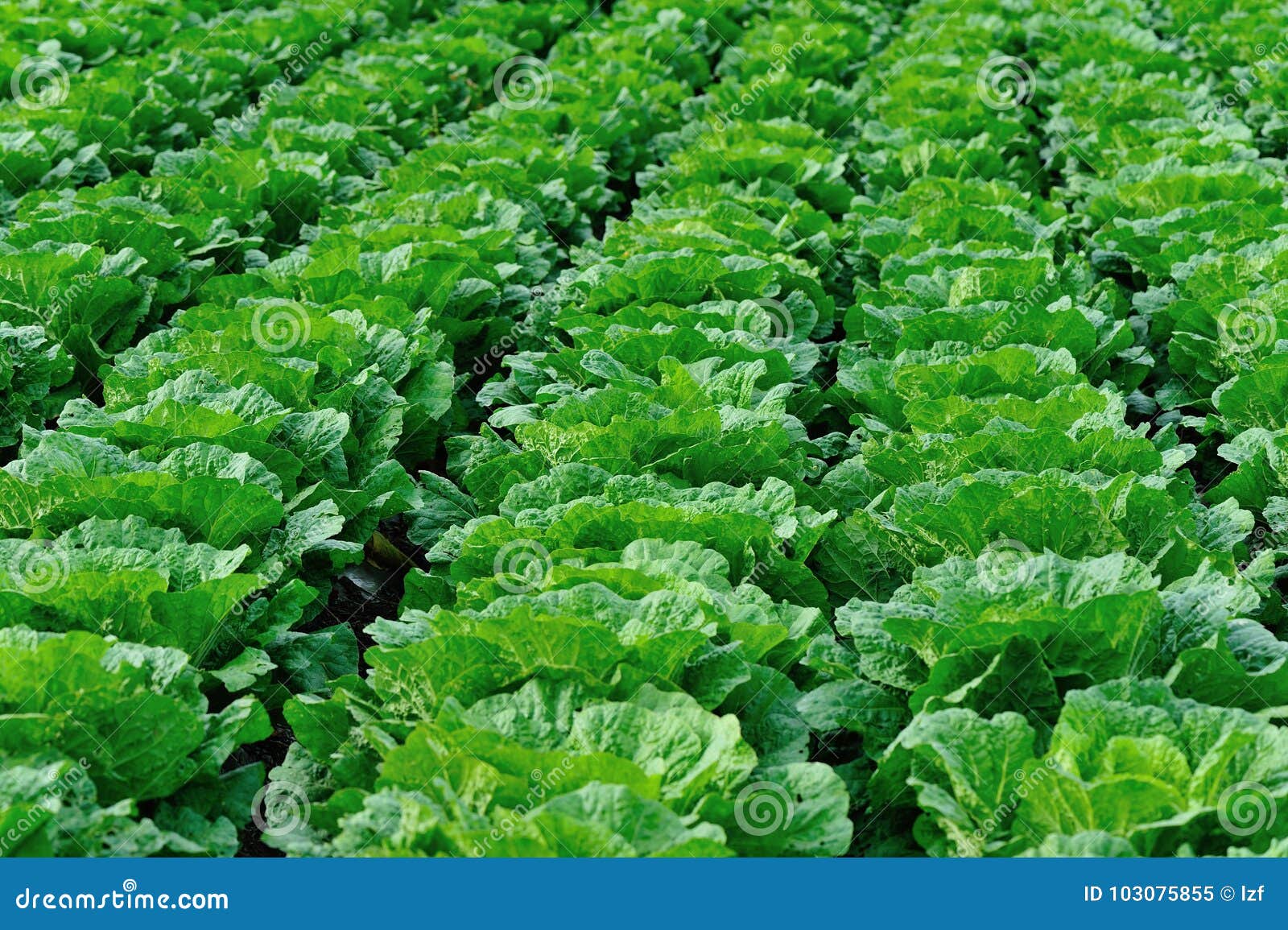 Chinese Cabbage Crops at Field Stock Image - Image of agriculture ...
