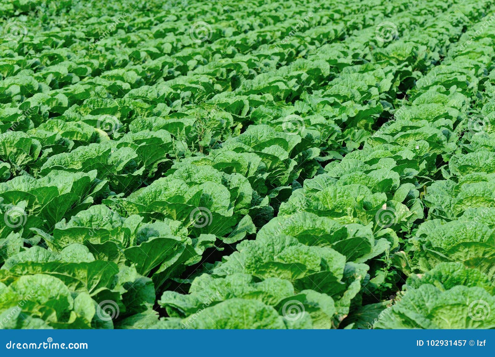 Chinese Cabbage Crops in Growth Stock Image - Image of natural, rural ...