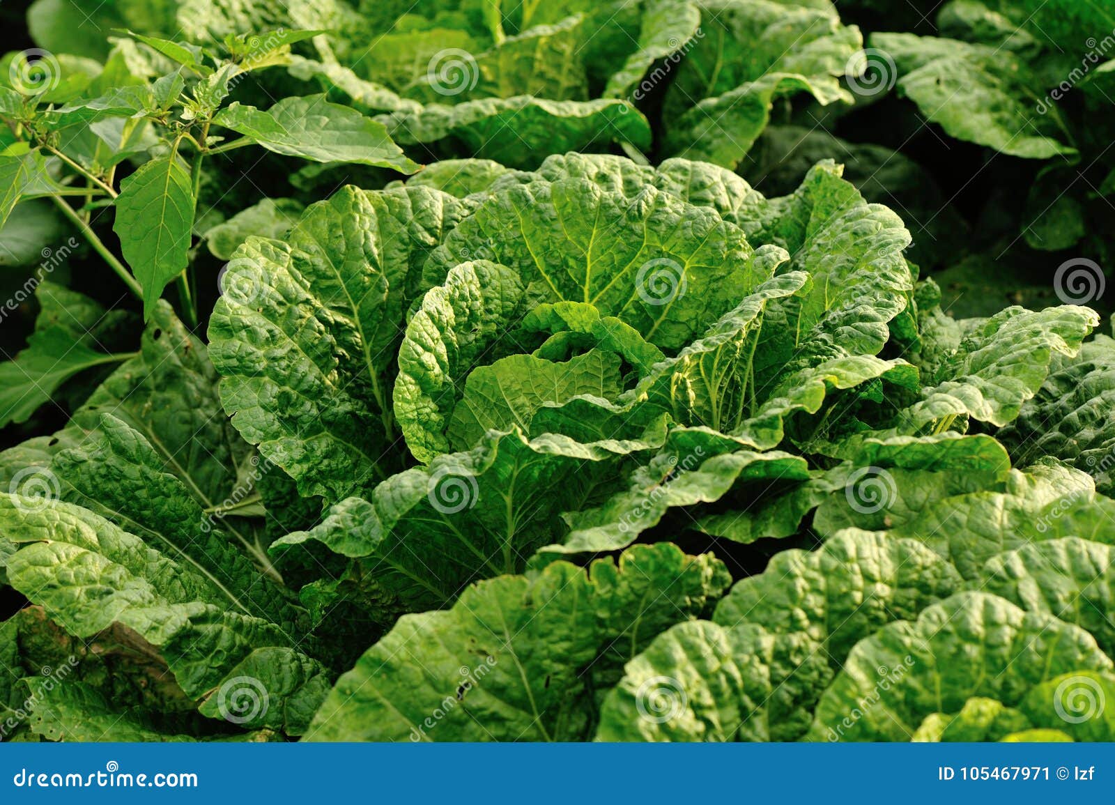 Chinese cabbage at field stock image. Image of cabbage - 105467971