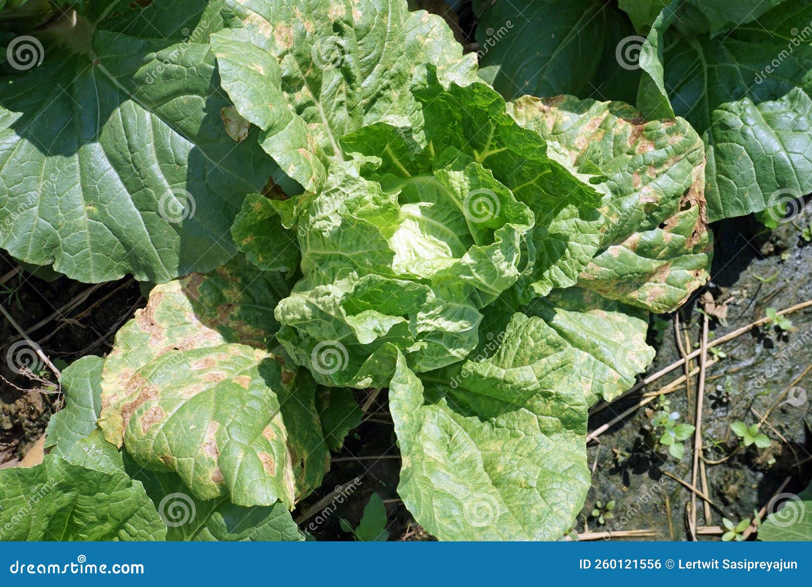 Chinese Cabbage Disease Symptom on Leaf Stock Photo - Image of ...