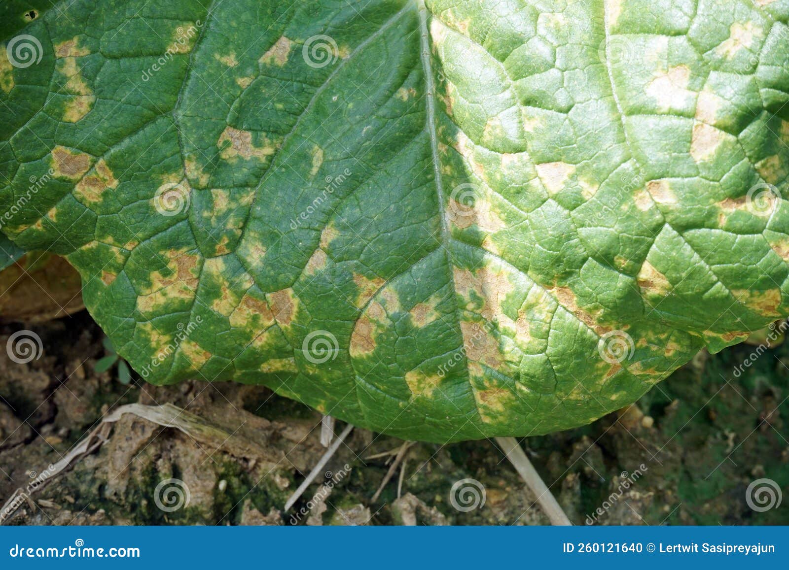 Chinese Cabbage Disease Symptom on Leaf Stock Photo - Image of fungi ...