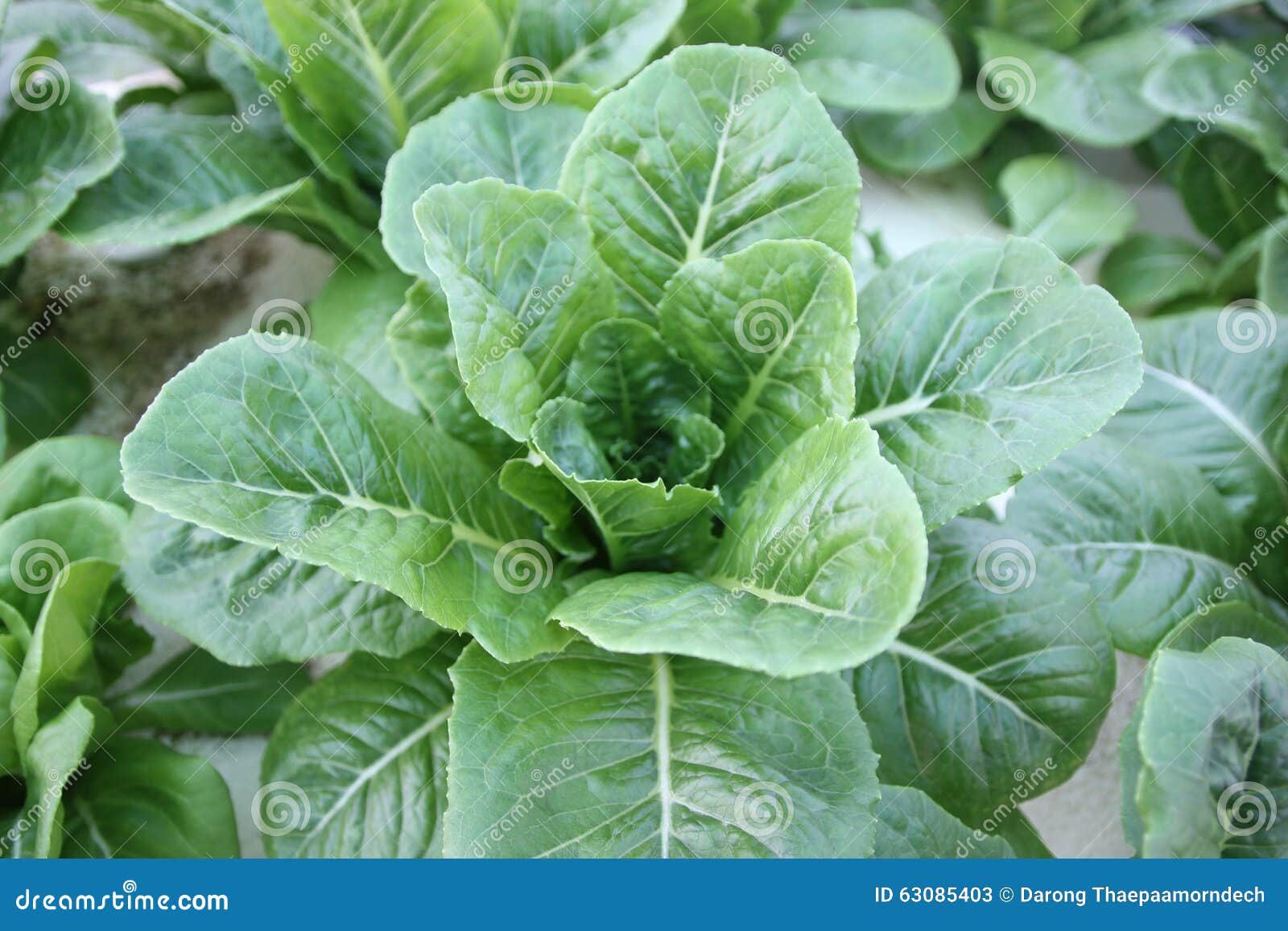 Chinese cabbage stock image. Image of healthy, holding - 63085403