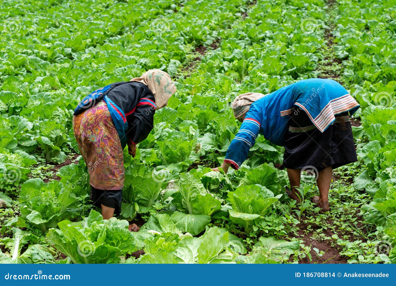 Chinese cabbage farm editorial stock image. Image of natural - 186708814