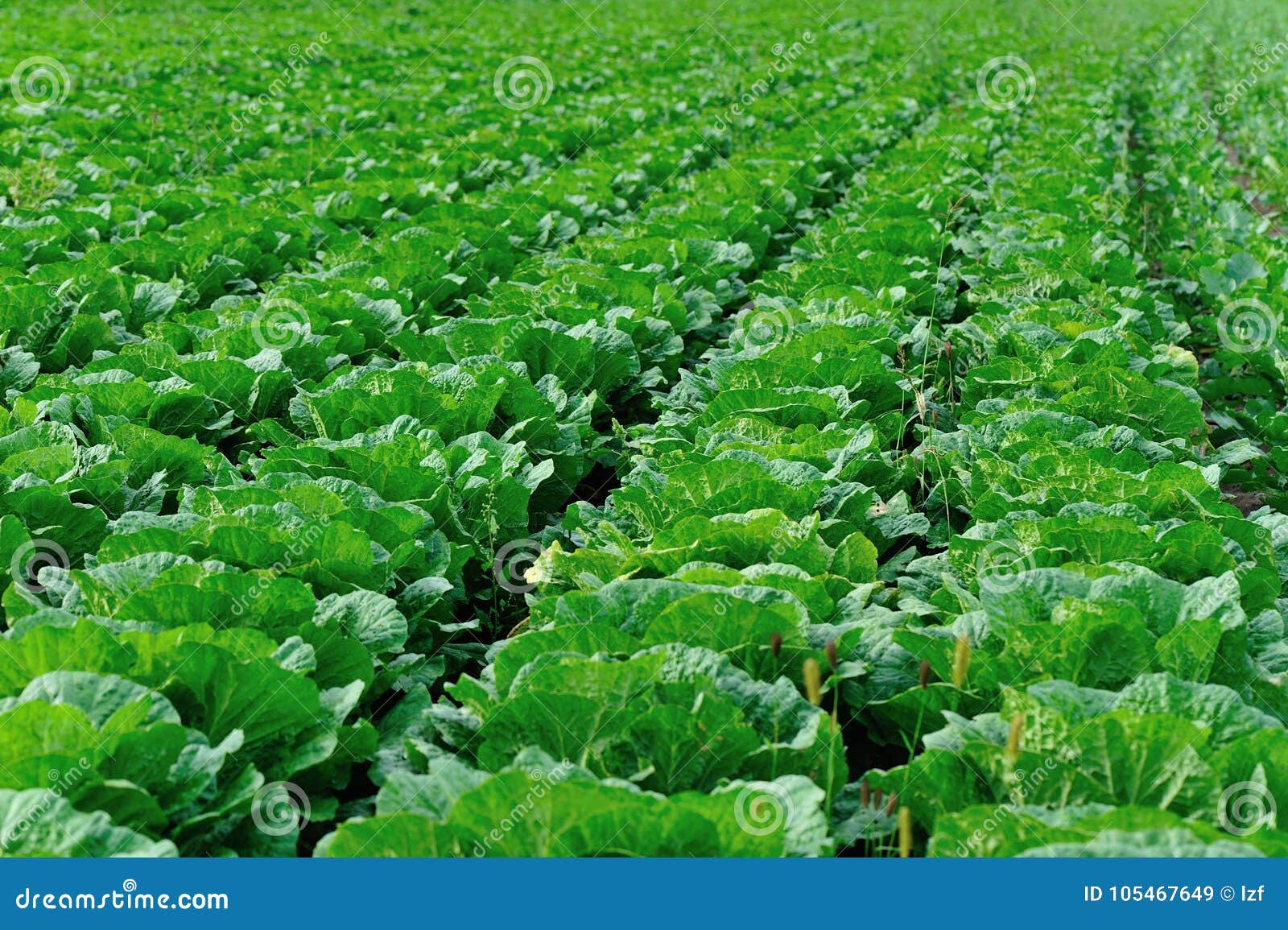 Chinese cabbage at field stock image. Image of green - 105467649